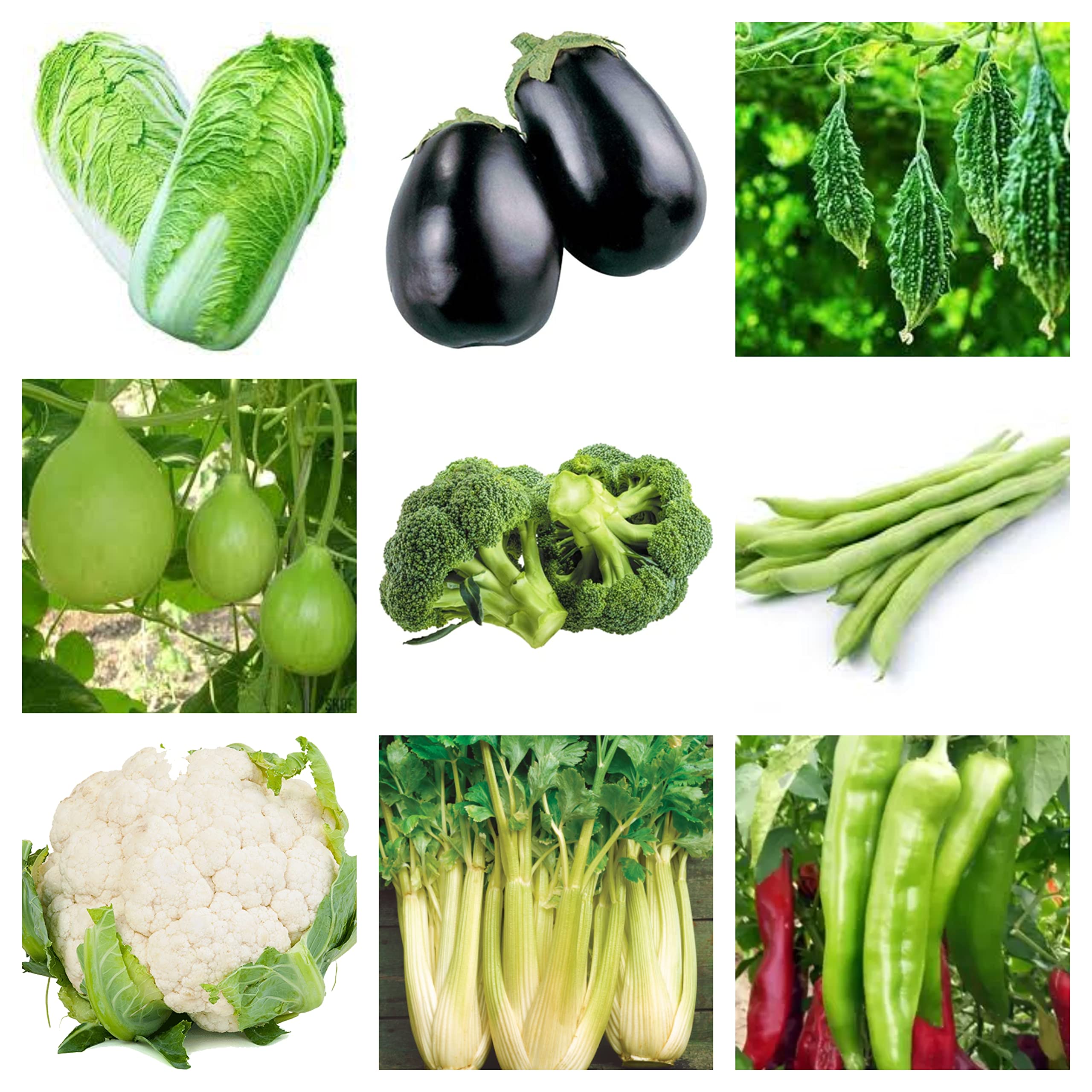Seeds Basket 9 Variety Of 250+ Vegetable Seeds For Home And Kitchen ...