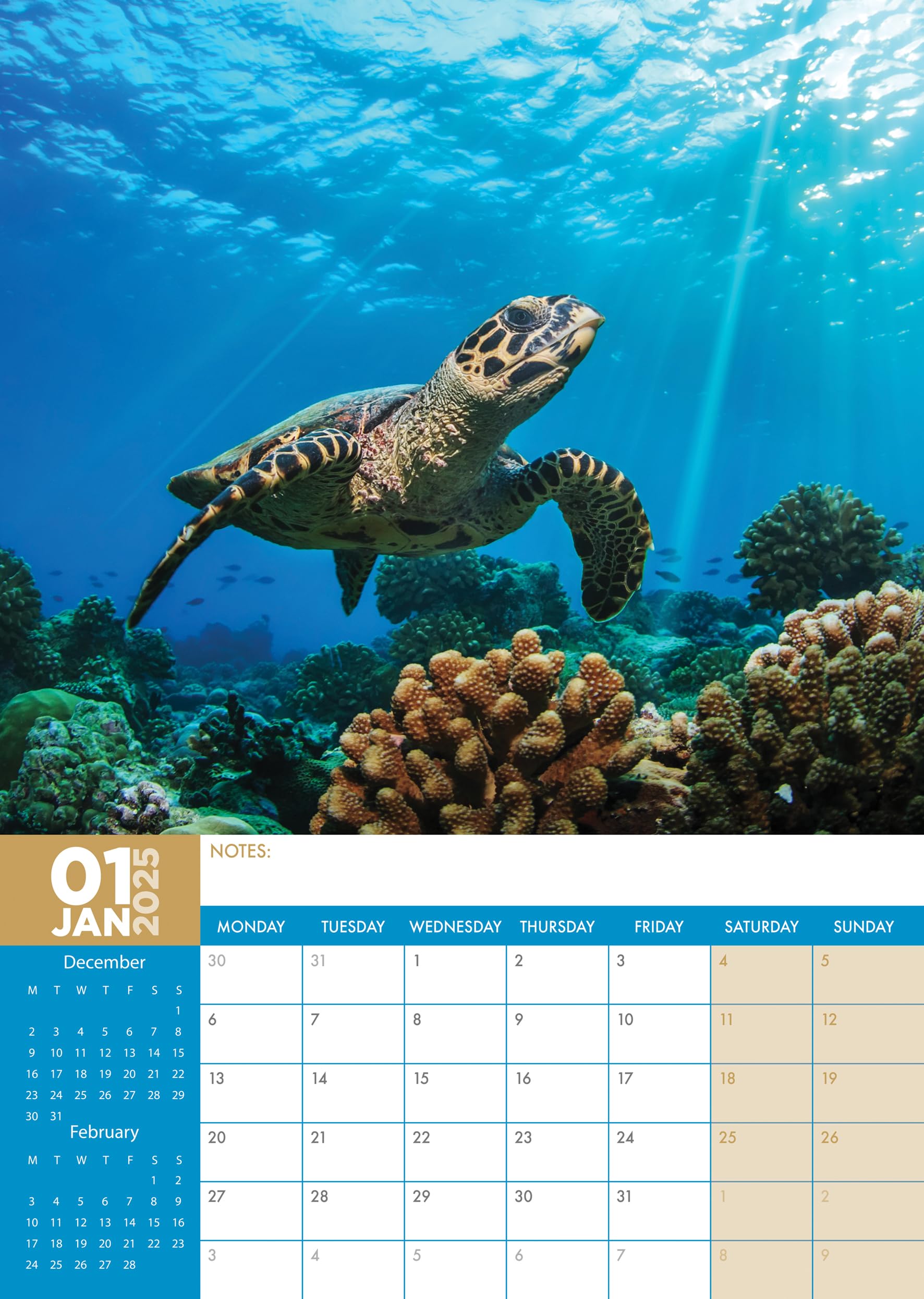 Turtles 2025 – A3 Size Wirobound Calendar – BigaMart