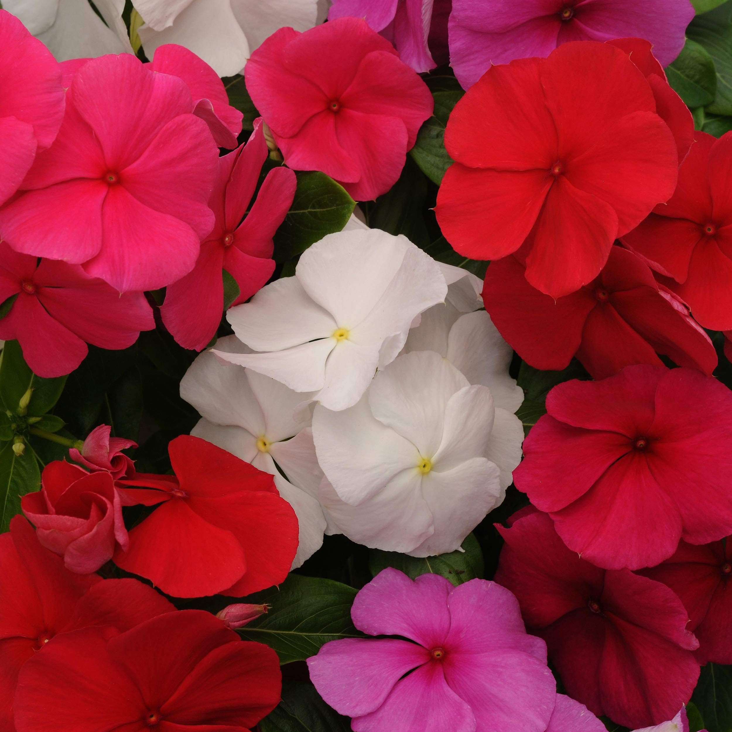 Amazon.com : Outsidepride 100 Seeds Annual Vinca Periwinkle Titan ...
