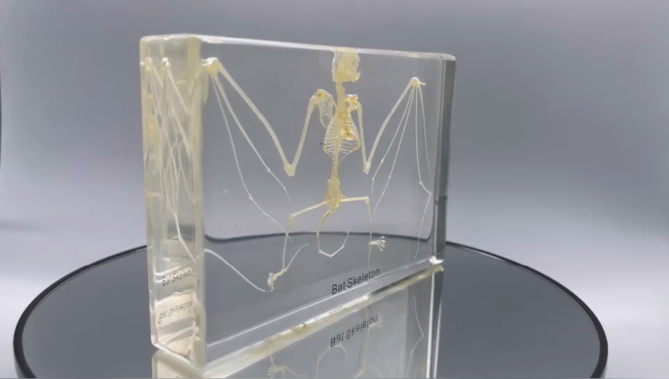 Watch Bat skeleton Specimens on Amazon Live