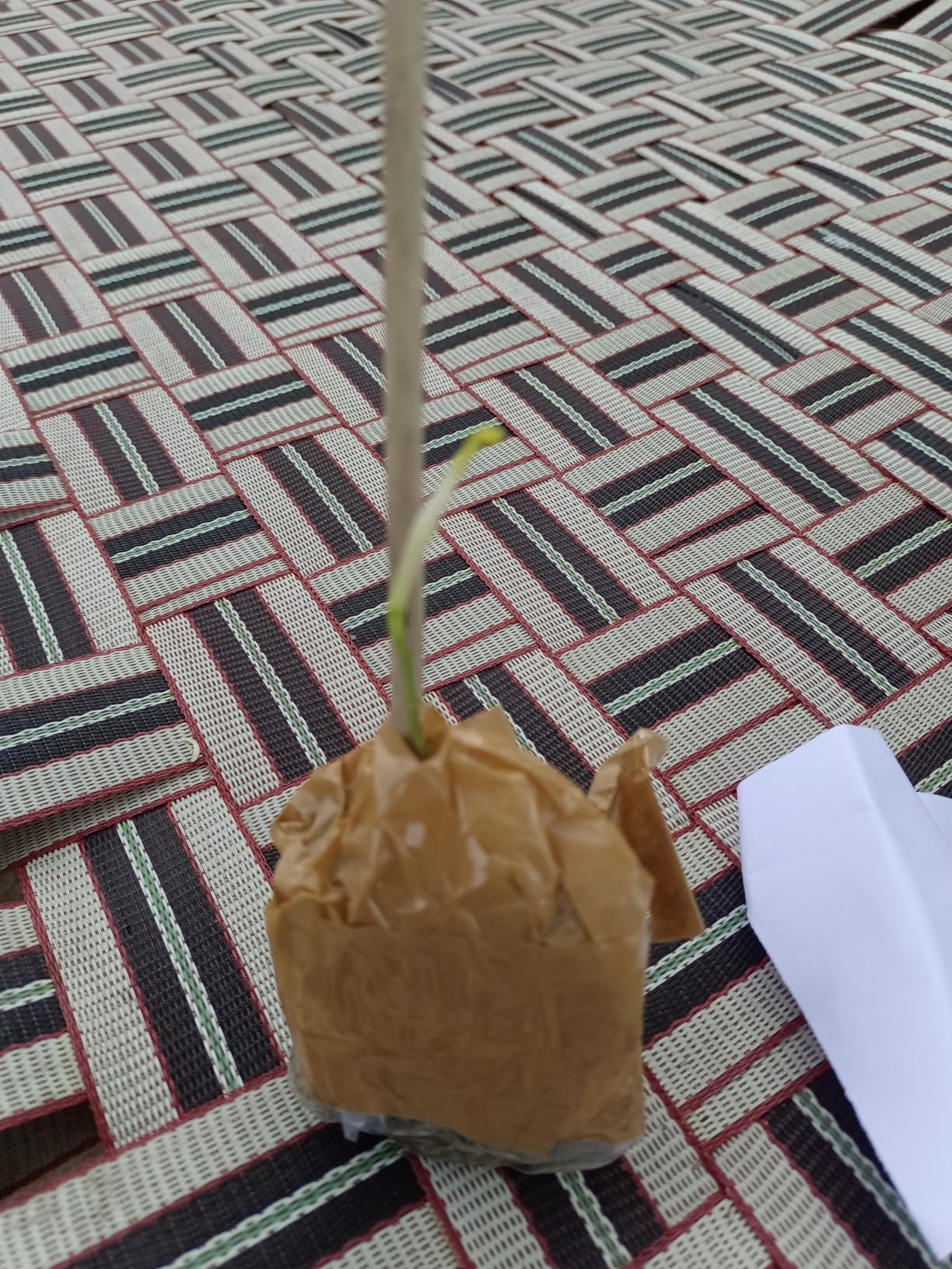 Golden Bloom Drum Stick Plants Moringa Plant - Live Medicinal Muringa ...