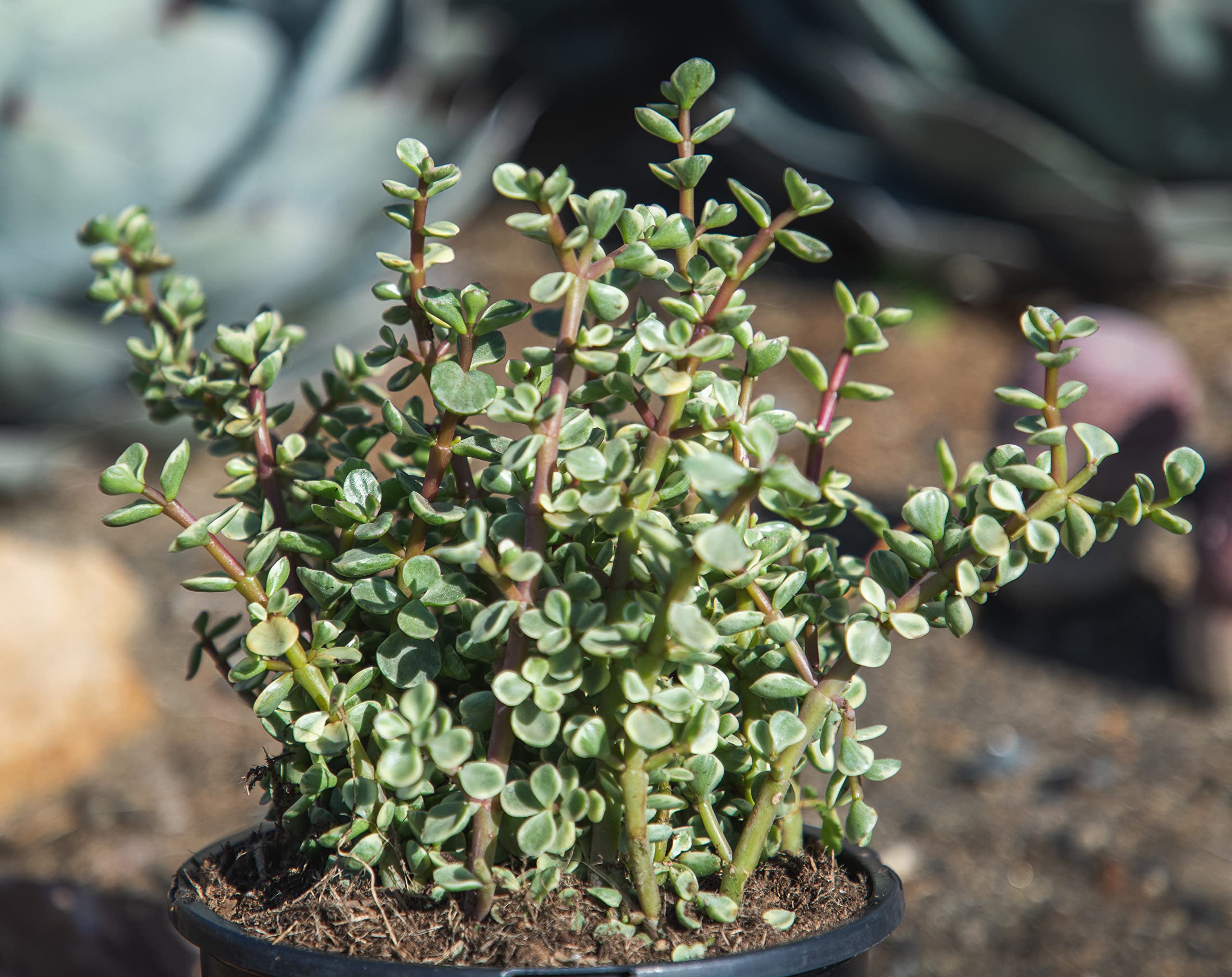 Portulacaria Afra Hedge