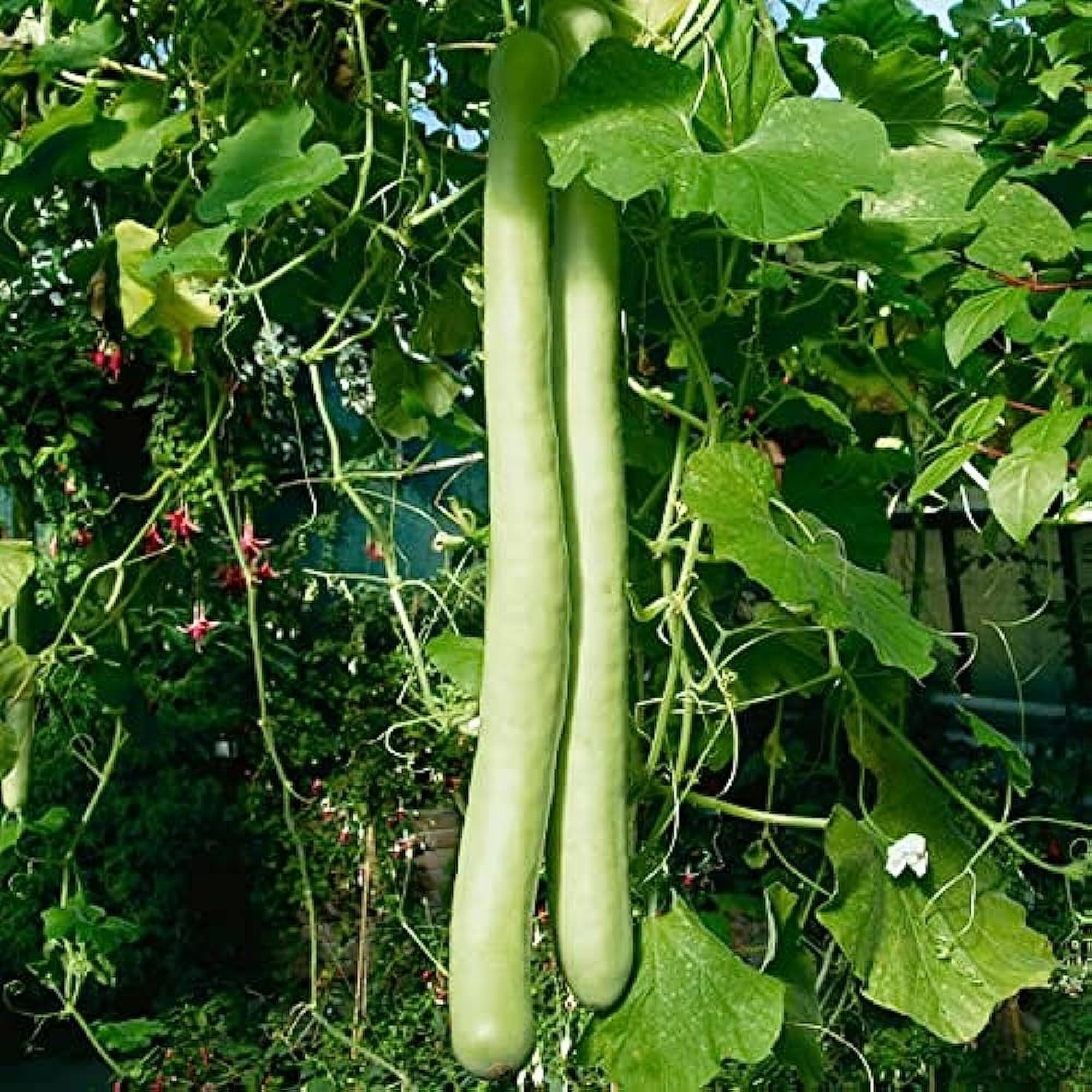 Amazon.com : CHUXAY GARDEN Cucuzzi Gourd Seed 100 Seeds Edible Green ...