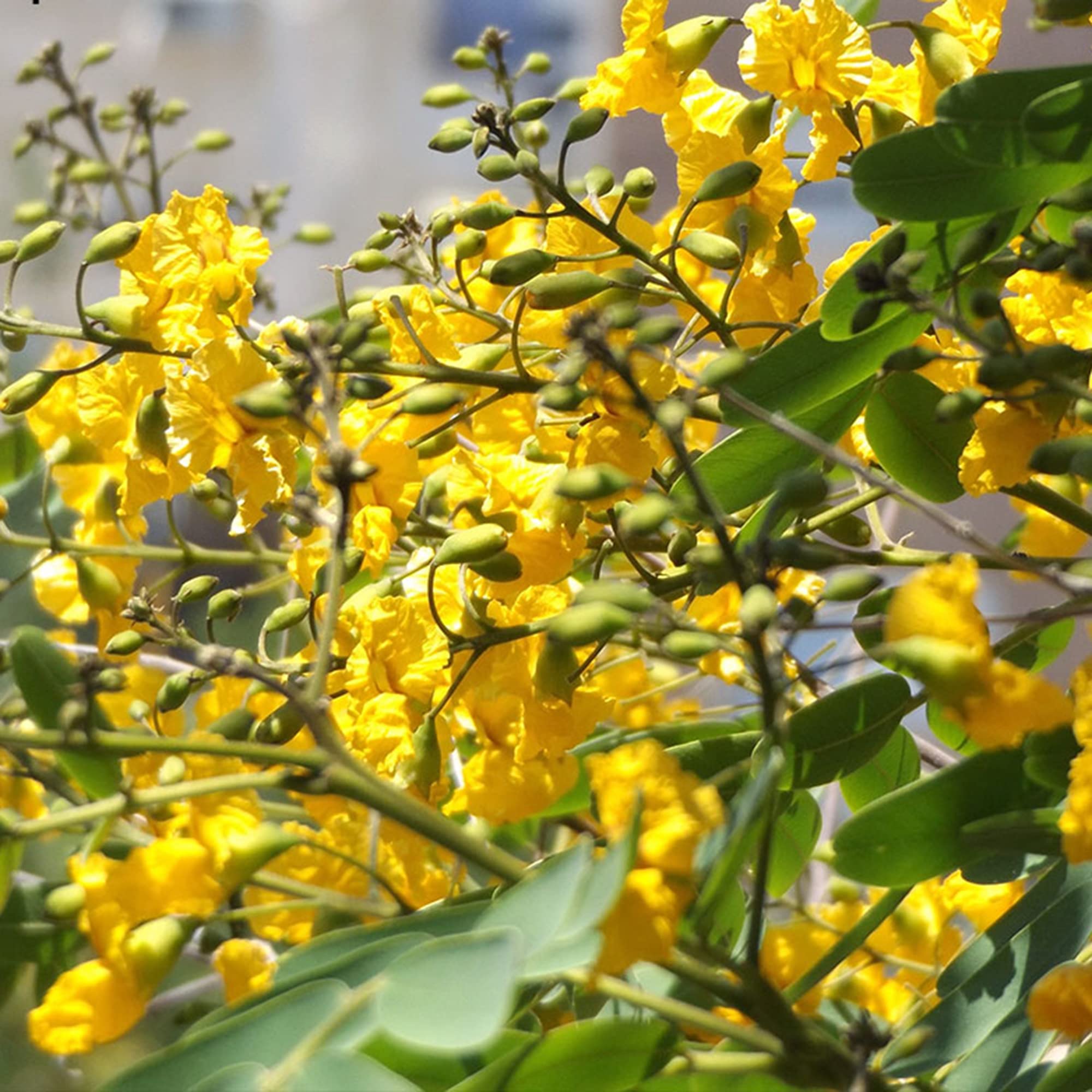 Yellow Jacaranda Tree The Flowering Trees Of Bangalore JLR Explore