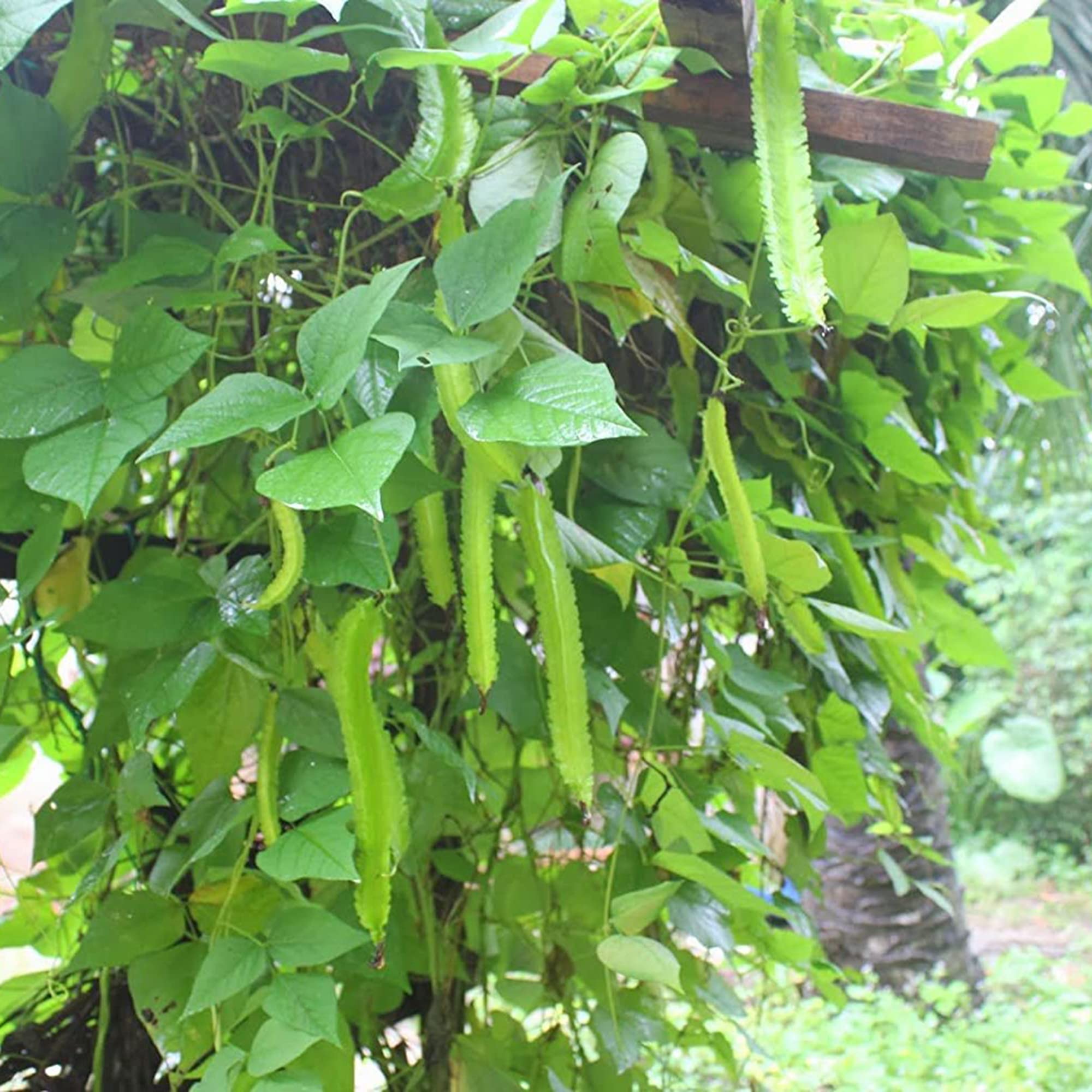 Amazon.com : Winged Bean Seeds Dragon Bean, Four-Angled Bean Annual ...