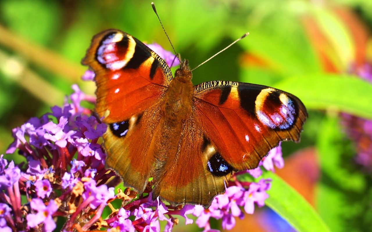 Butterfly Jigsaw Puzzles - App on Amazon Appstore