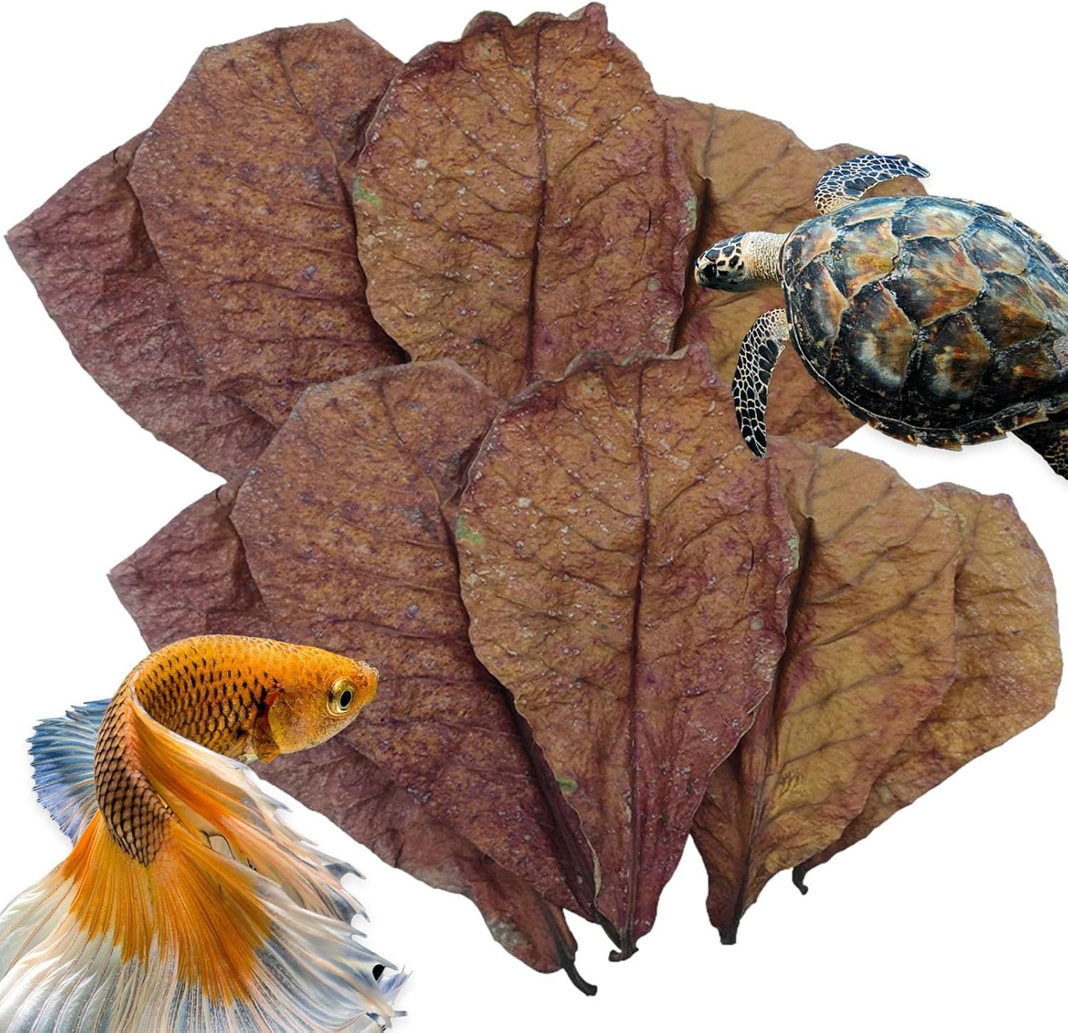 Catappa Leaves, Indian Almond Leaves Fish Tank, Nest Accessories for ...