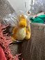 Amazon.com: Pokemon Center: Sitting Cuties: Dragonite Plush # 149 ...