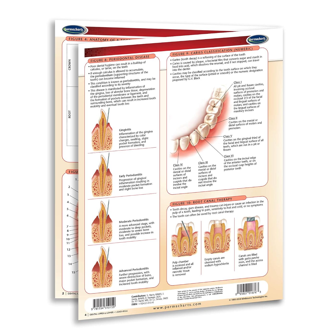 Snapklik.com : Dental: Upper & Lower Chart- Medical Quick Reference ...