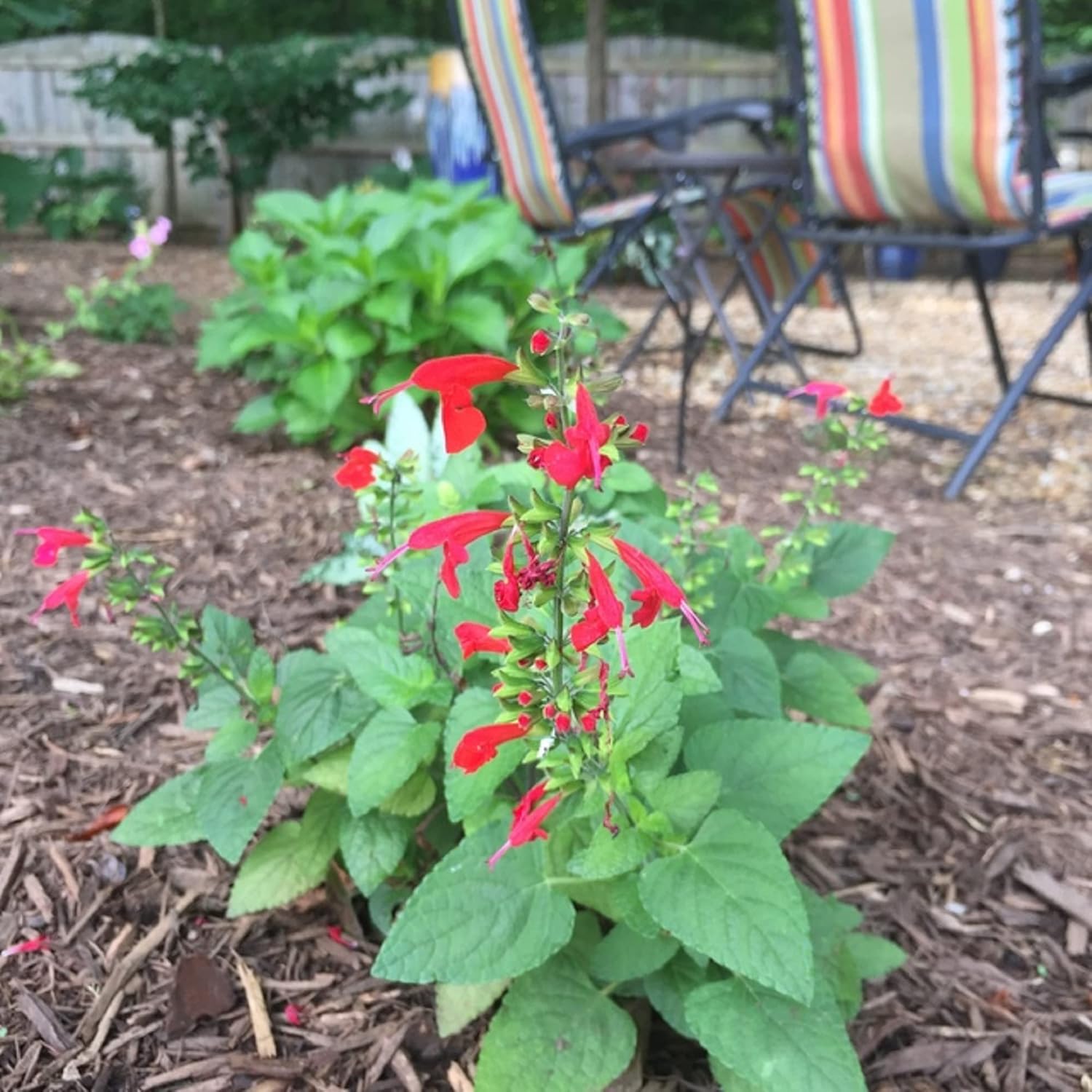 CHUXAY GARDEN 50 semillas de Salvia Coccinea ‘Lady in Red’, salvia ...