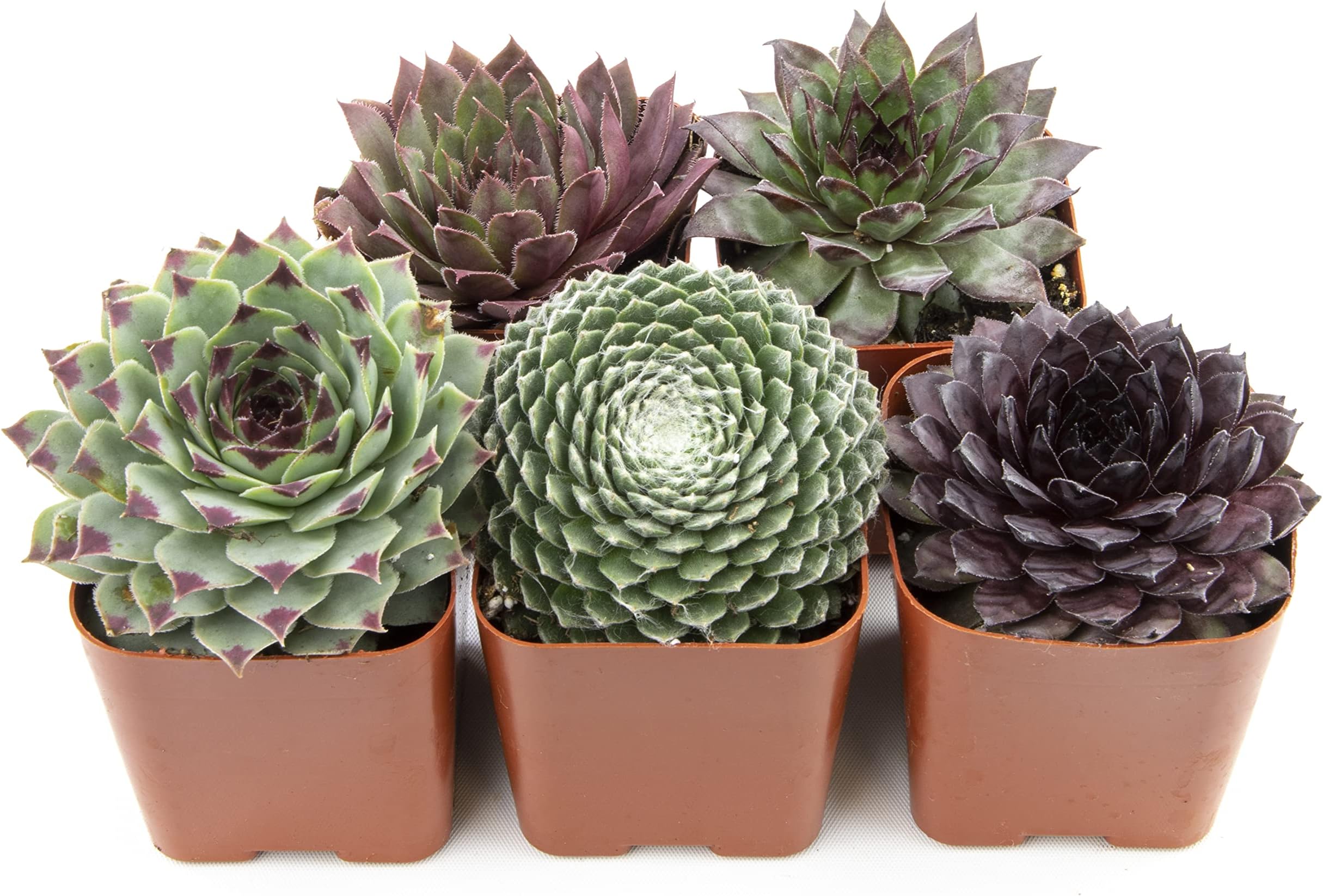 Amazon.com : MITRAEE 5pcs Aloe Polyphylla Rare Succulent Plant : Patio ...