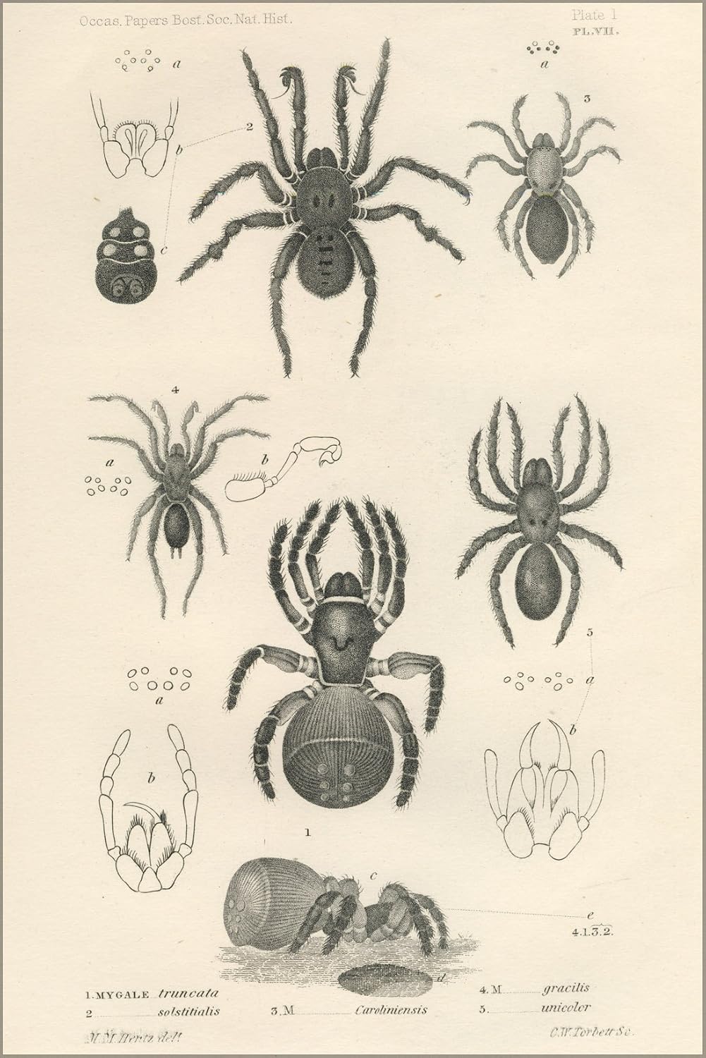 Amazon.com: History Galore 24"x36" Gallery Poster, Spider diagnostic ...