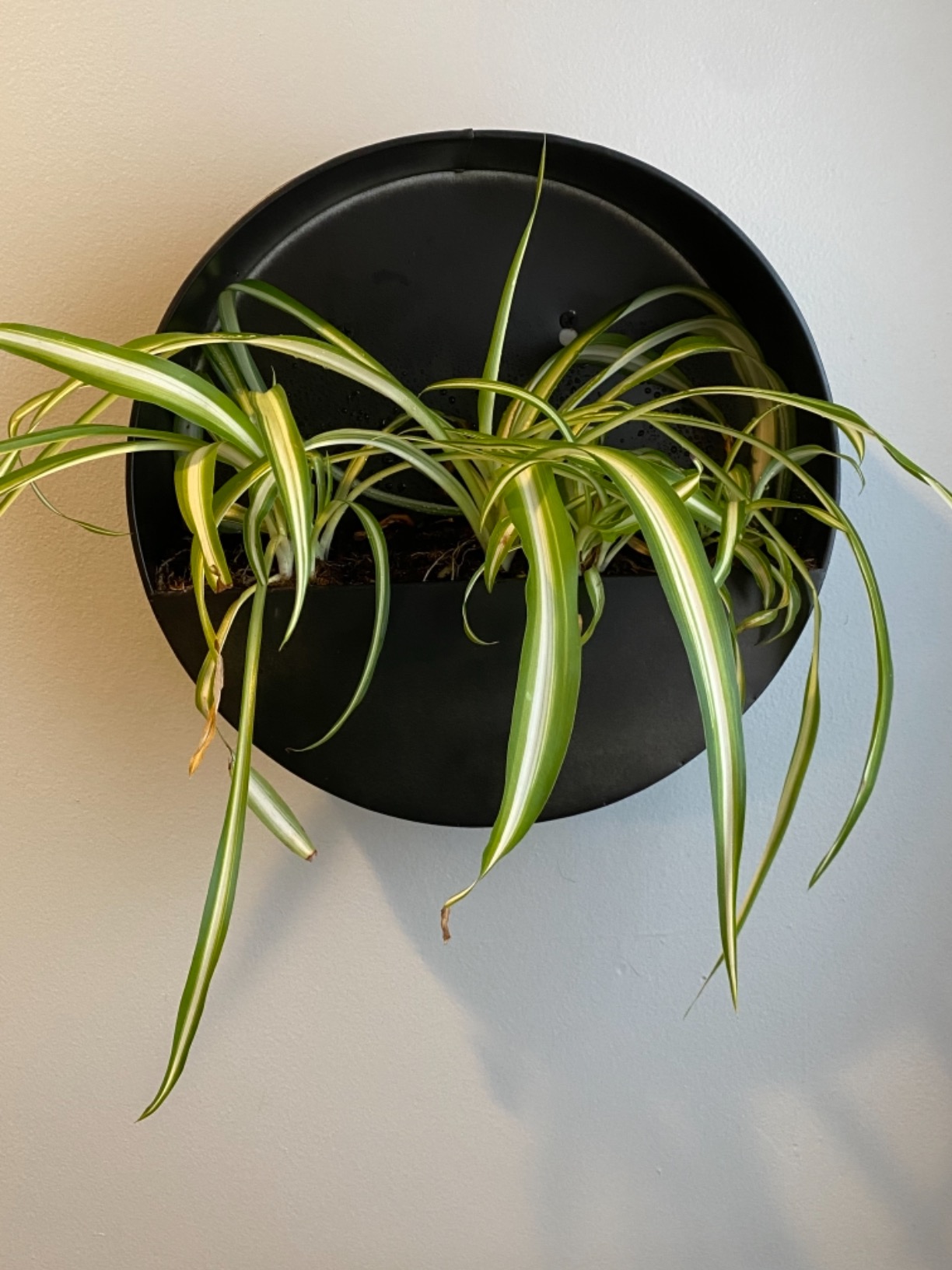 Amazon.com: Farmlyn Creek Round Metal Wall Planter for Outdoor Plants ...