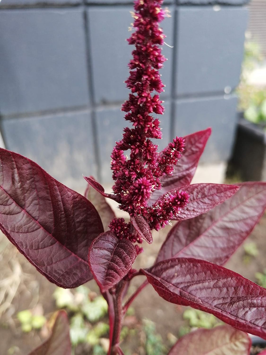 Hundredfold Organic Hopi Red Dye Amaranth 500 Native Seeds - Amaranthus ...