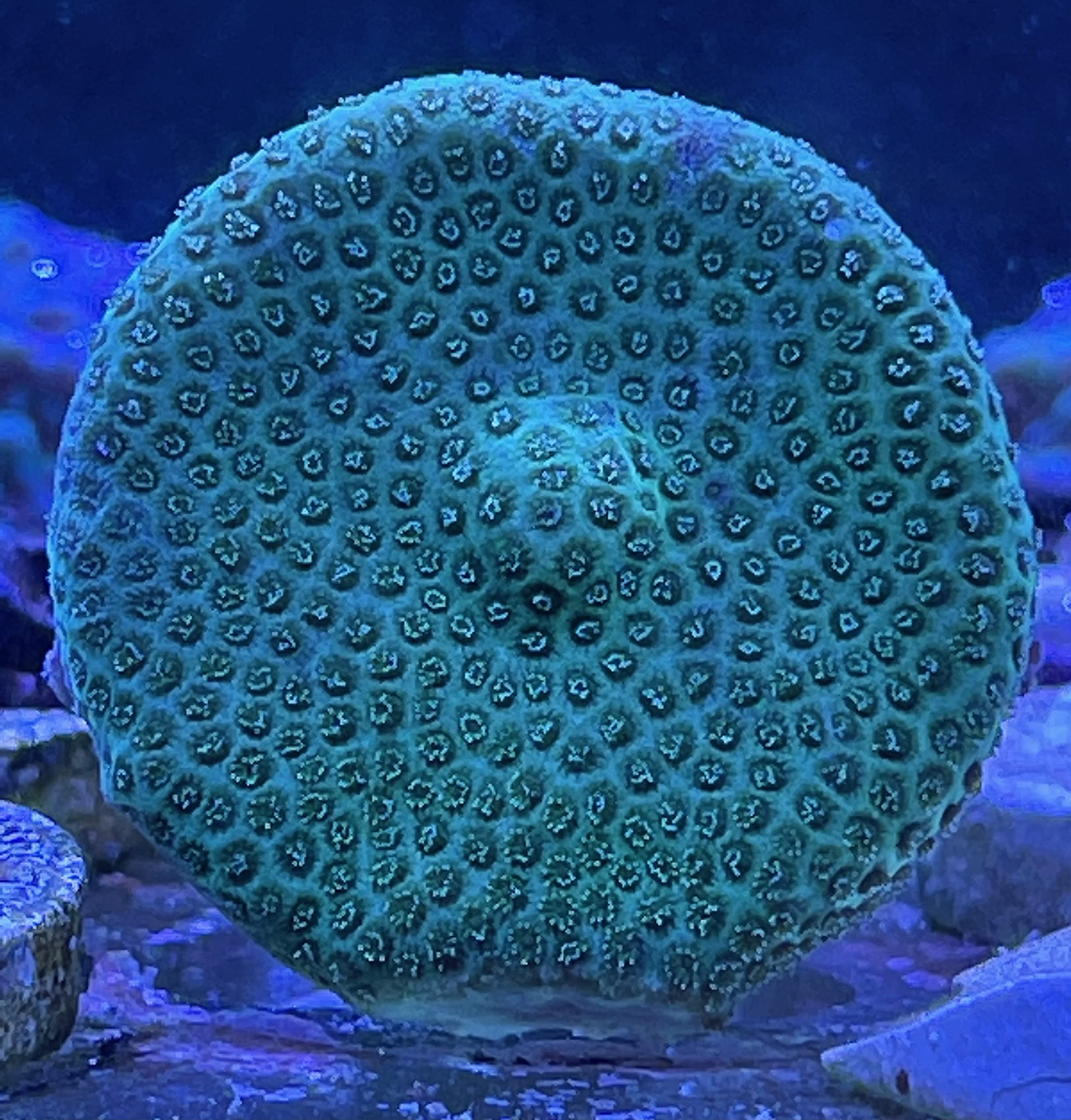 Saltwater Coral Frags