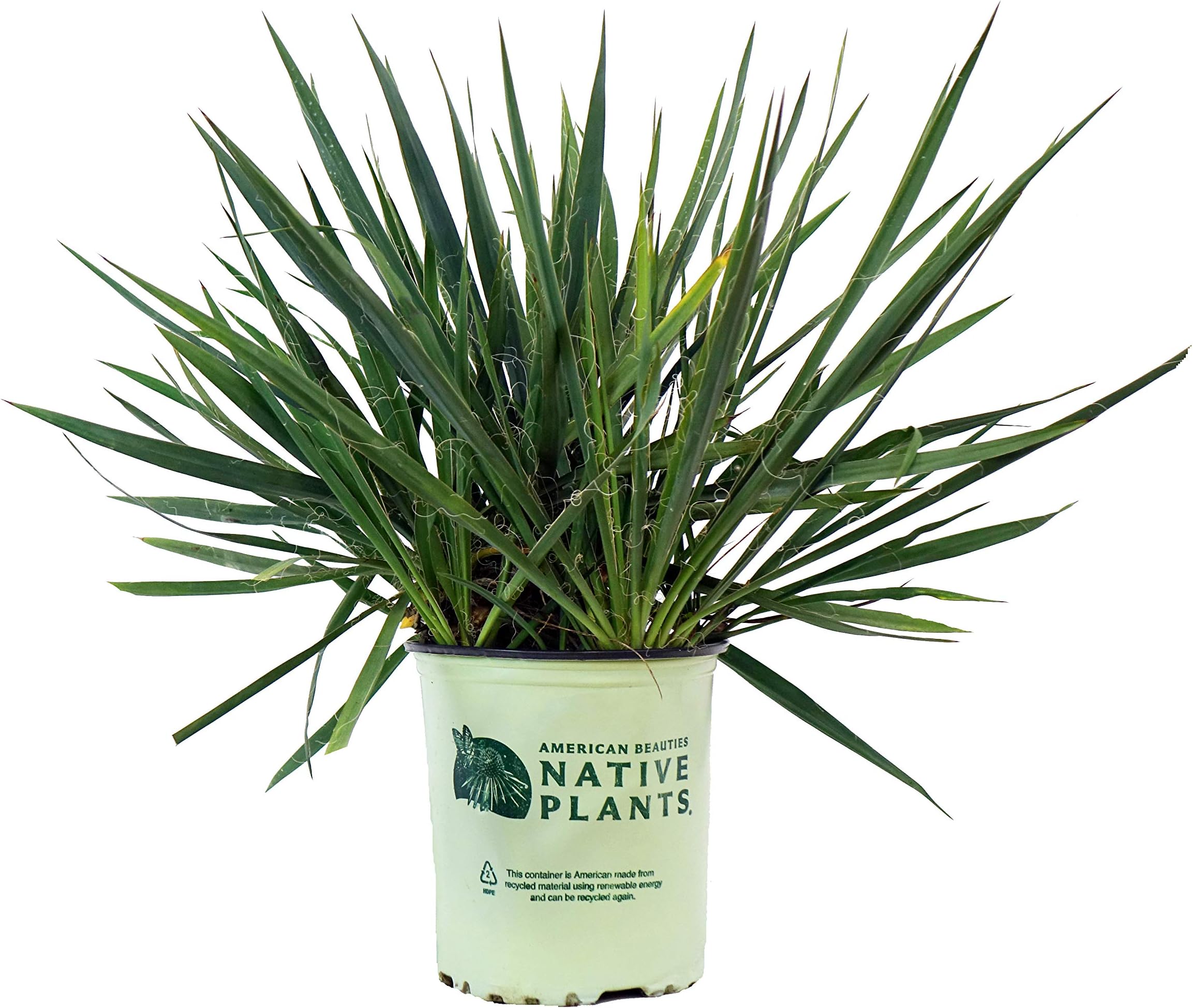 Amazon.com : American Beauties Native Plants filamentosa 'Excalibur ...