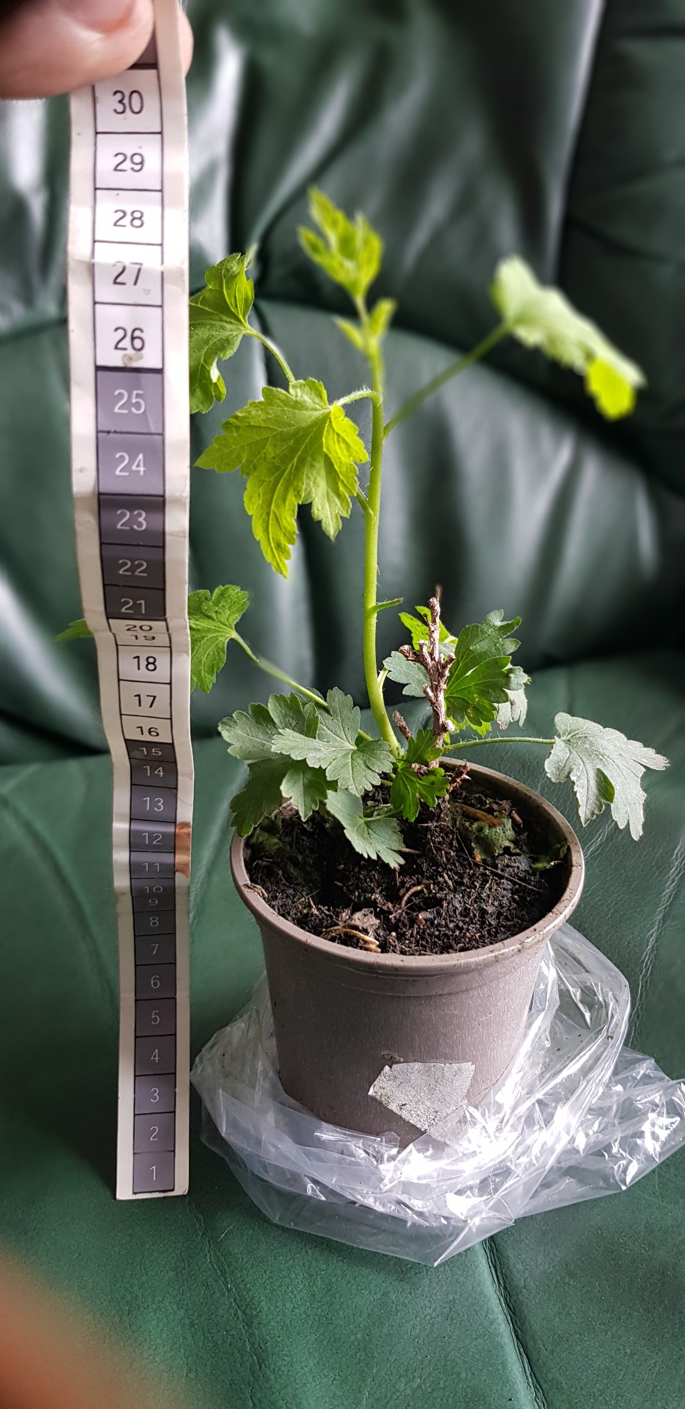 Gooseberry Giggles Collection 9cm Hardy Perennial Potted Garden Plants ...