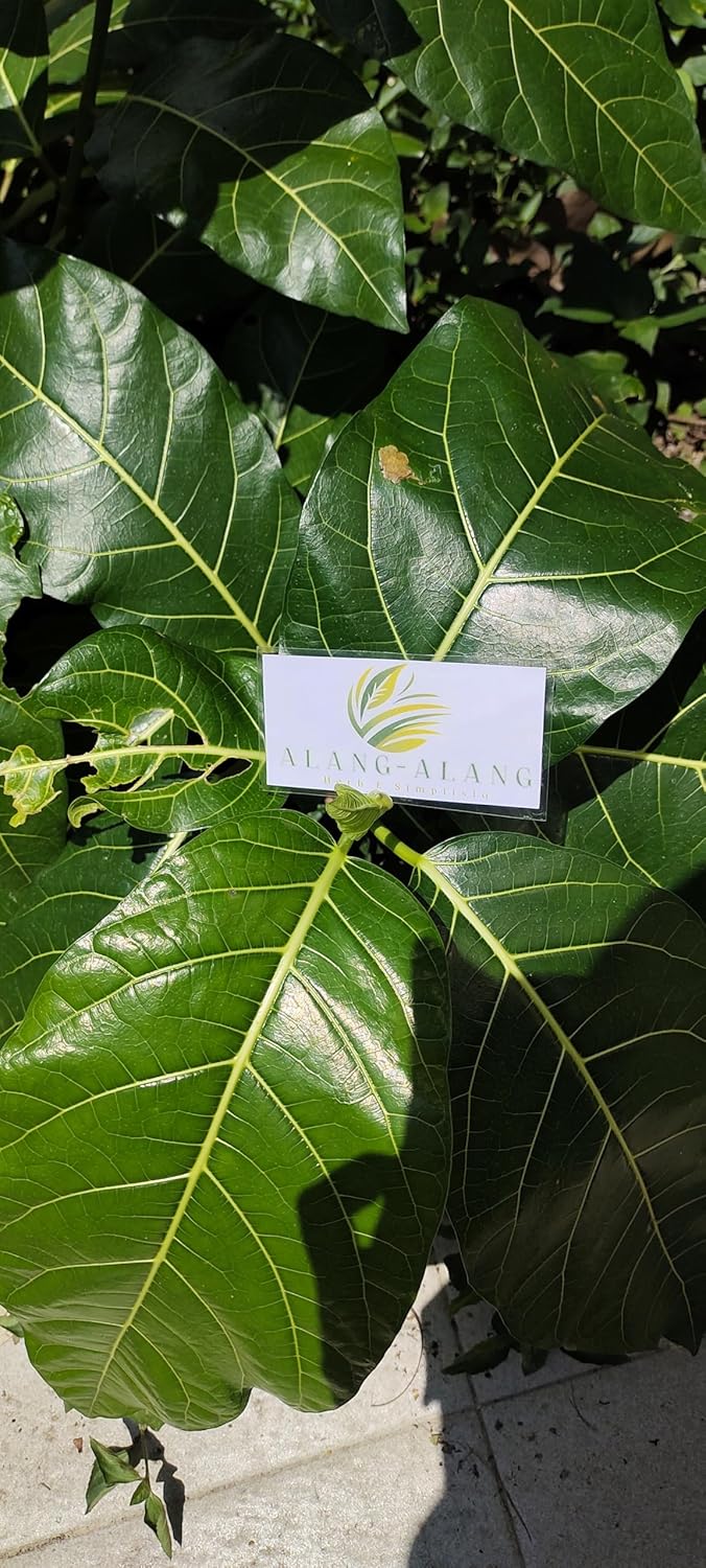 Amazon.com: Daun Awar Awar (Ficus septica) Hauili Fig Tree Dried Leaves ...