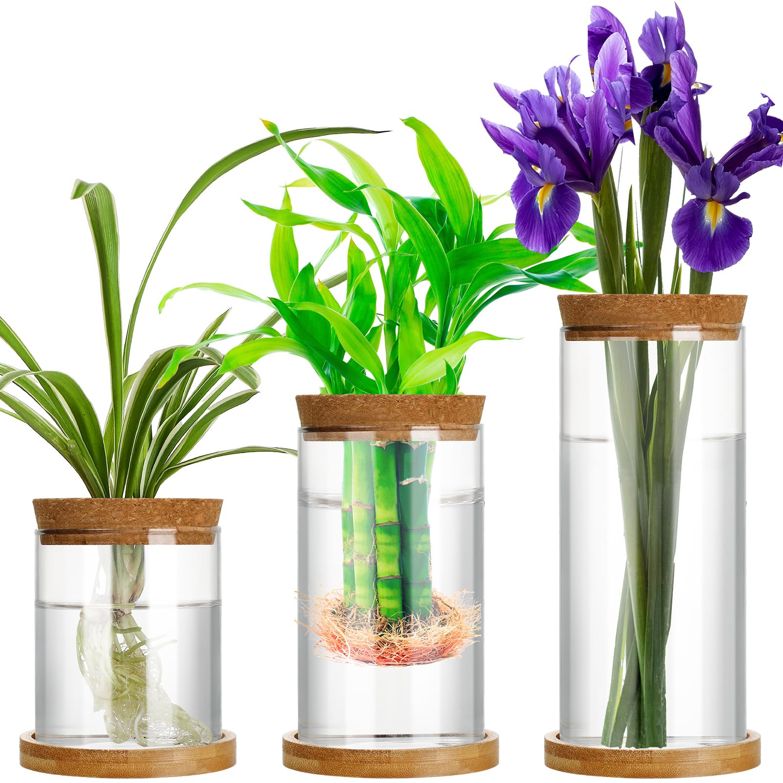 Amazon.com : Maxcheck 3 Pcs 3 Sizes Plant Propagation Station Separated ...