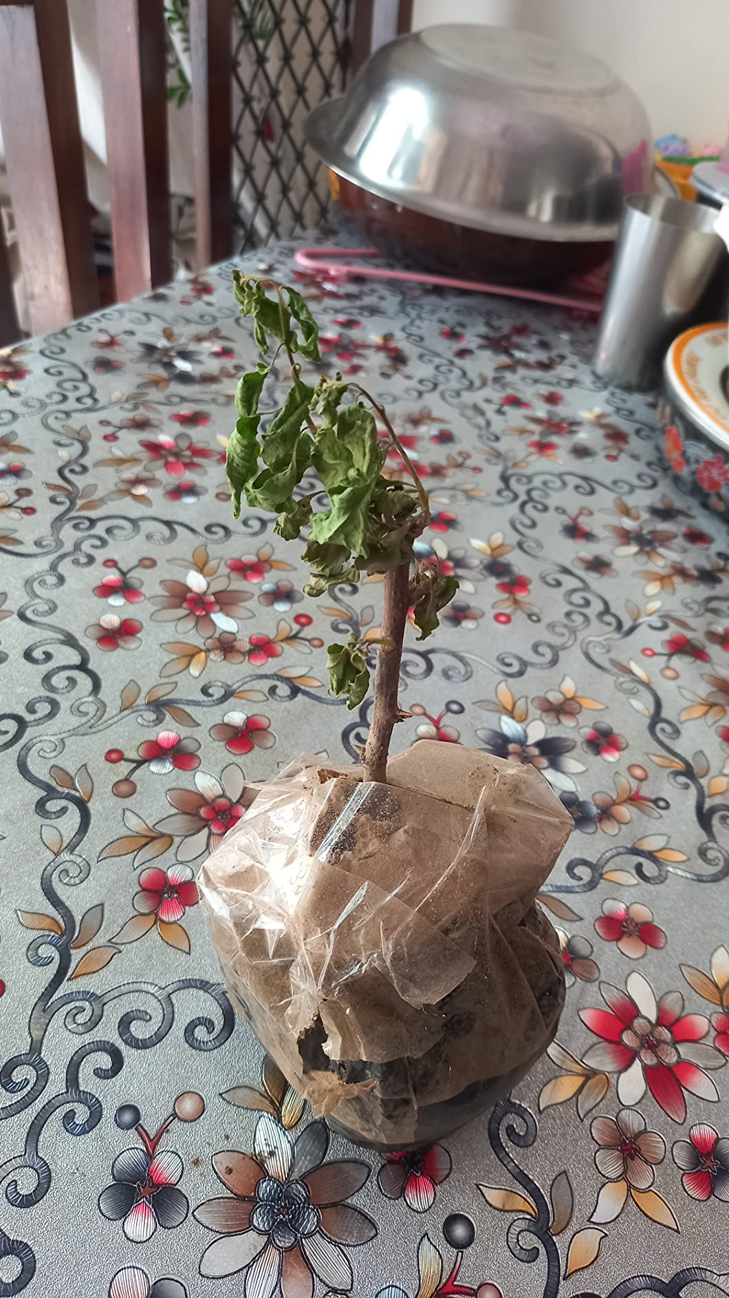 Creative Farmer Rajamalli (Caesalpinia Pulcherrima) Peacock Flower ...