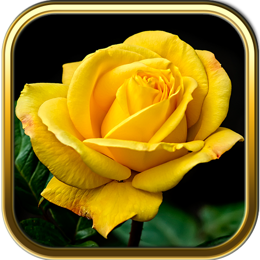 More Rose Jigsaw Puzzle Games - App on Amazon Appstore