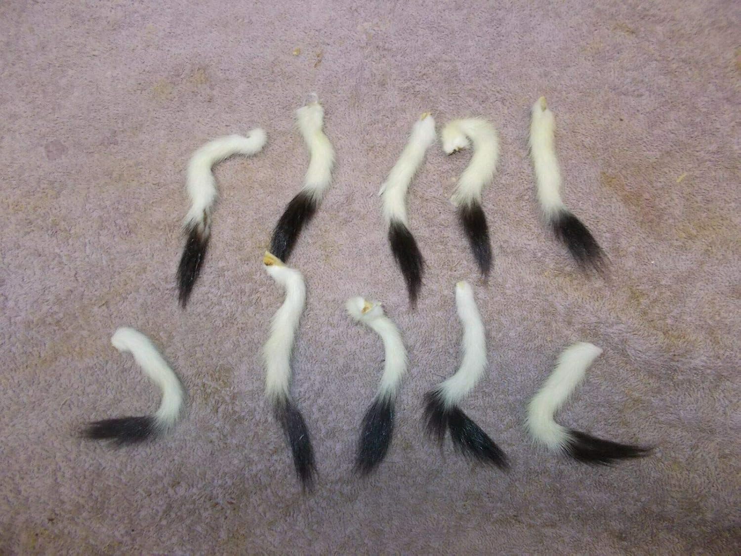 Amazon.com: Tanned White Ermine Weasle Pelt Fur Tails ONLY (10 Pack of ...