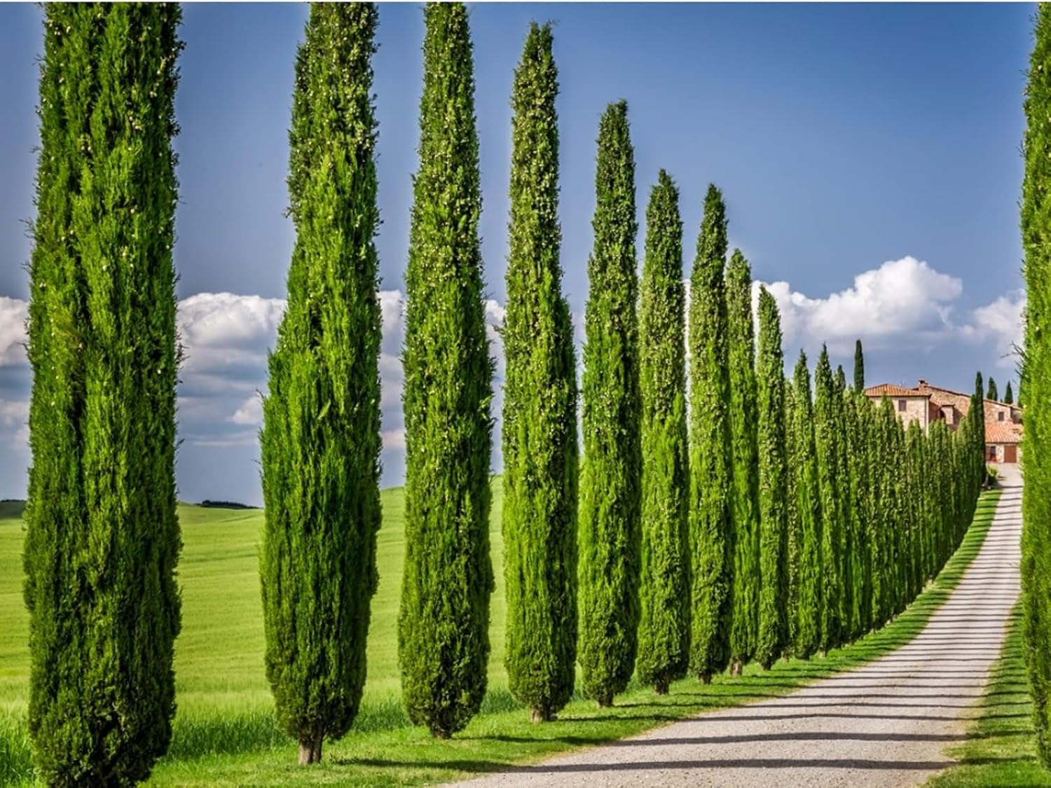 Large Italian Cypress Tree - Formal Mediterranean Philippines | Ubuy