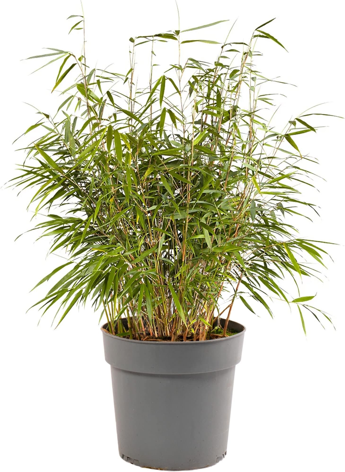 Plant Theory 60cm - 80cm Arrow Bamboo Plant Pseudosasa Japonica 2 Litre ...