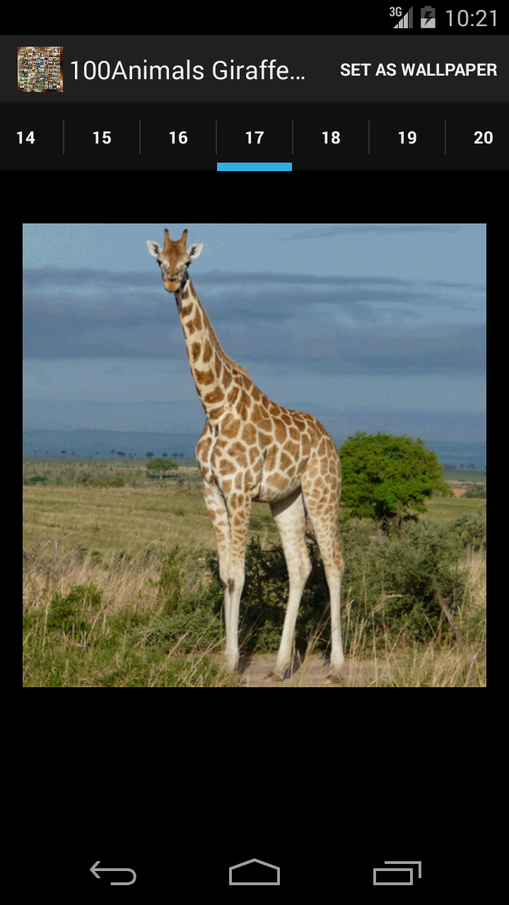 Giraffe Wallpaper App - App on the Amazon Appstore
