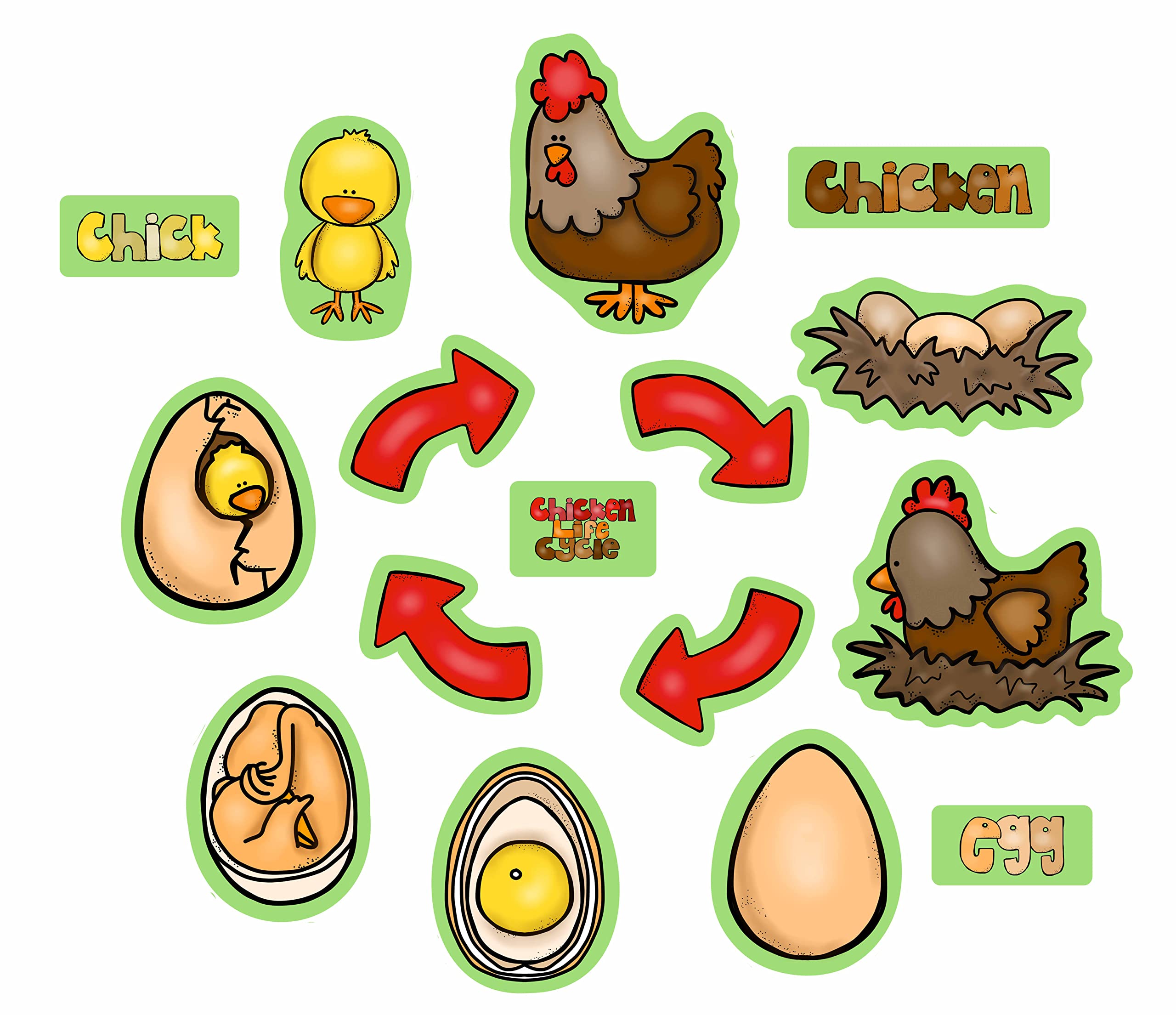 Manualidad Del Ciclo De Vida Del Pollo