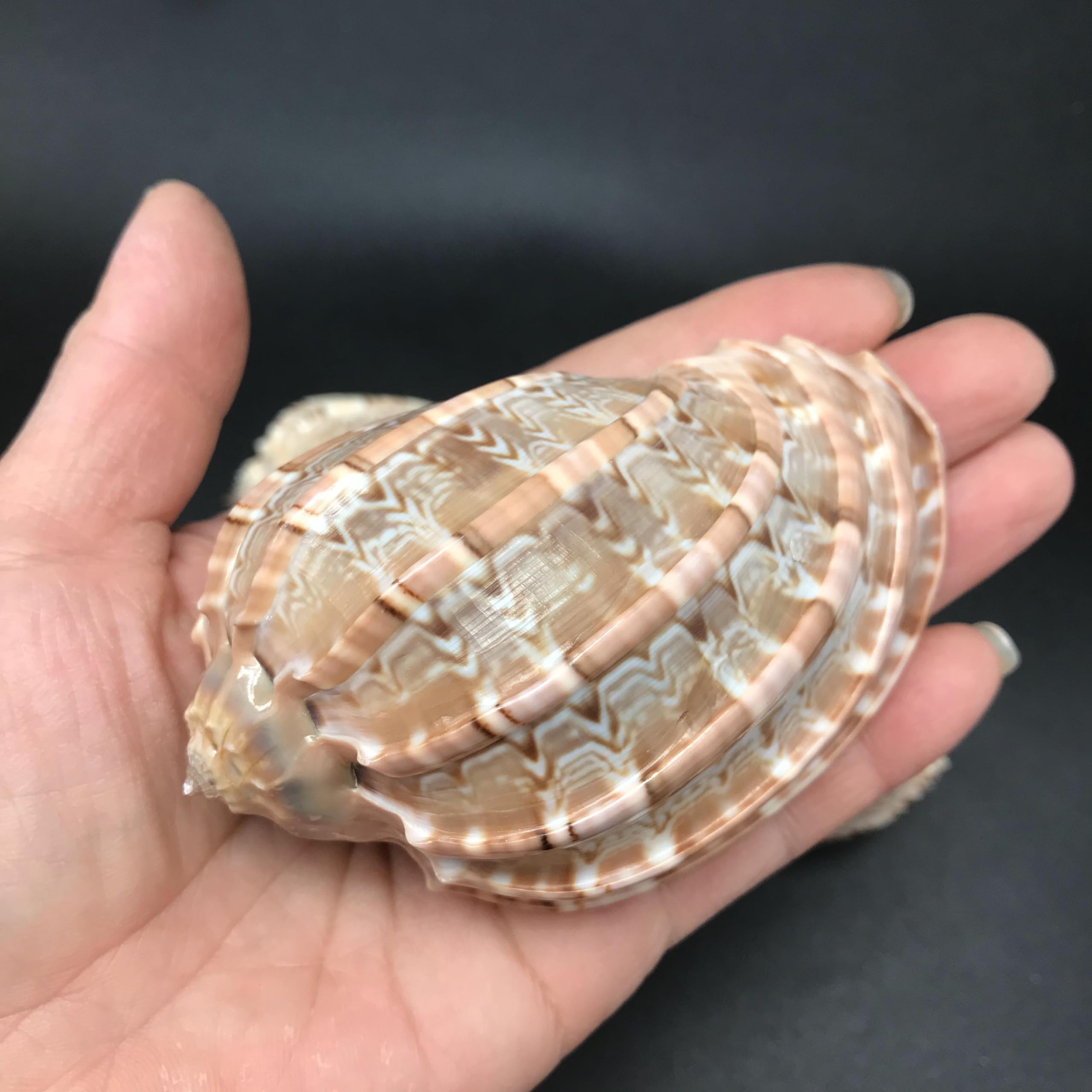 Amazon.com: PEPPERLONELY 10 PC Center Cut Maple Leaf Sea Shells, 2-1/2 ...