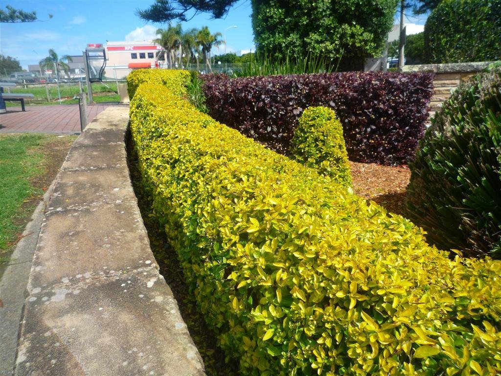 Buy Creative Farmer Tree Duranta Erecta Hedge For Nursery Garden ...