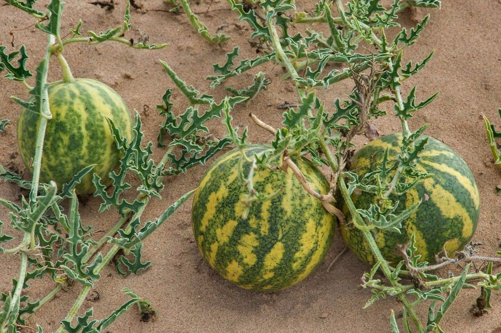 SHOP 360 GARDEN Rare Citrullus colocynthis/Colocynth/Indravaruni/Bitter ...