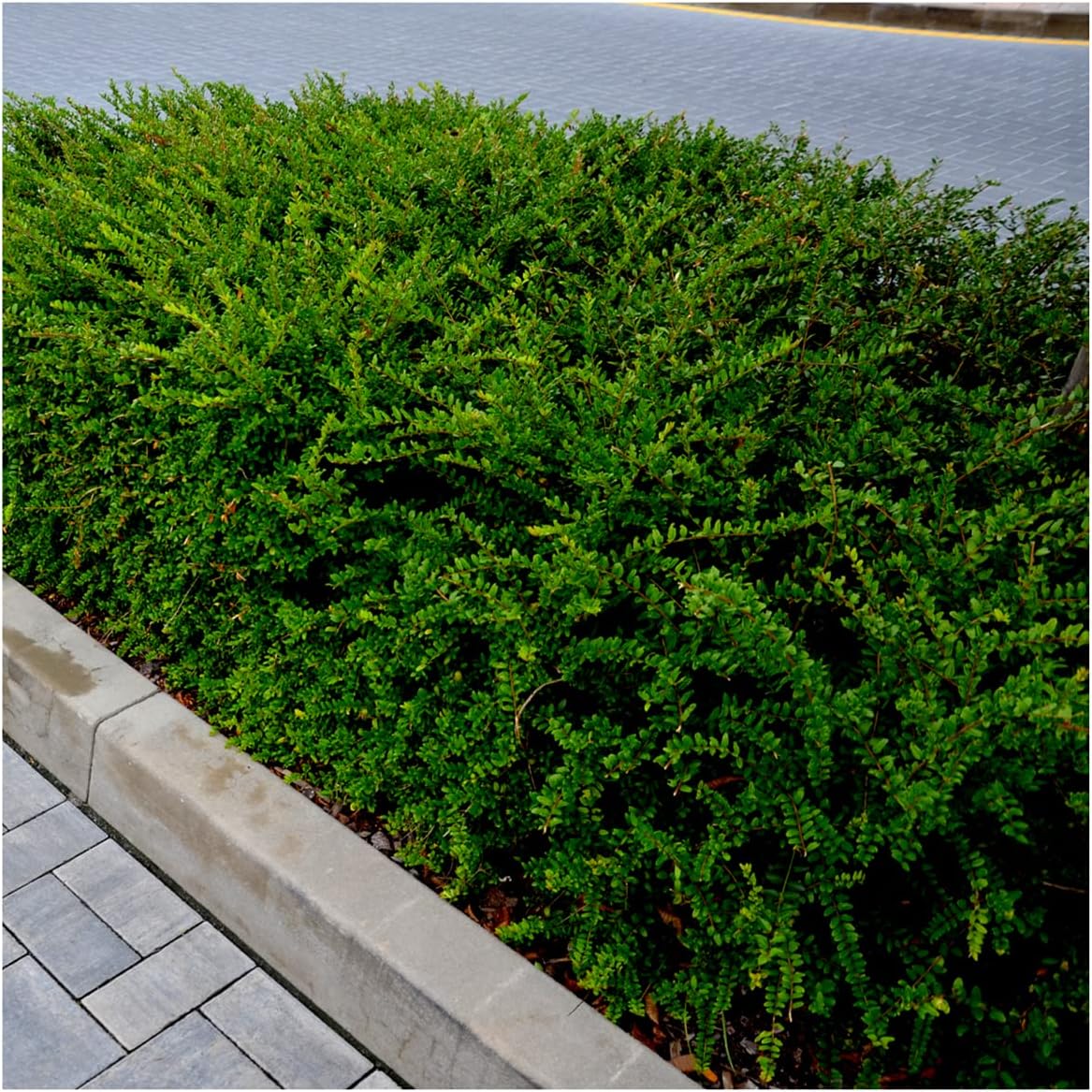 25 Lonicera Nitida in 9cm Pots Hedging Box Honeysuckle Evergreen Plants ...