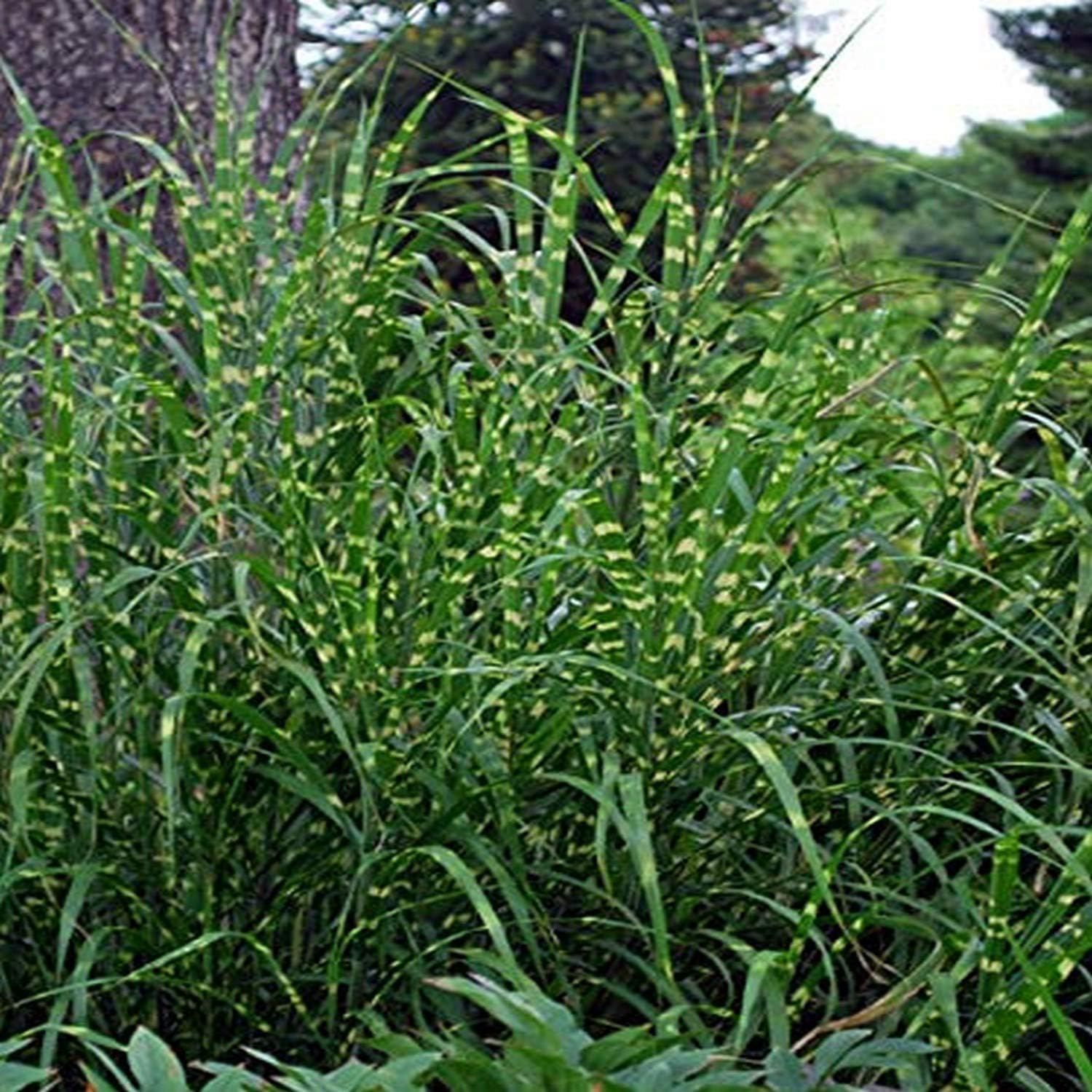 Amazon.com : Perennial Farm Marketplace Miscanthus s. 'Strictus ...