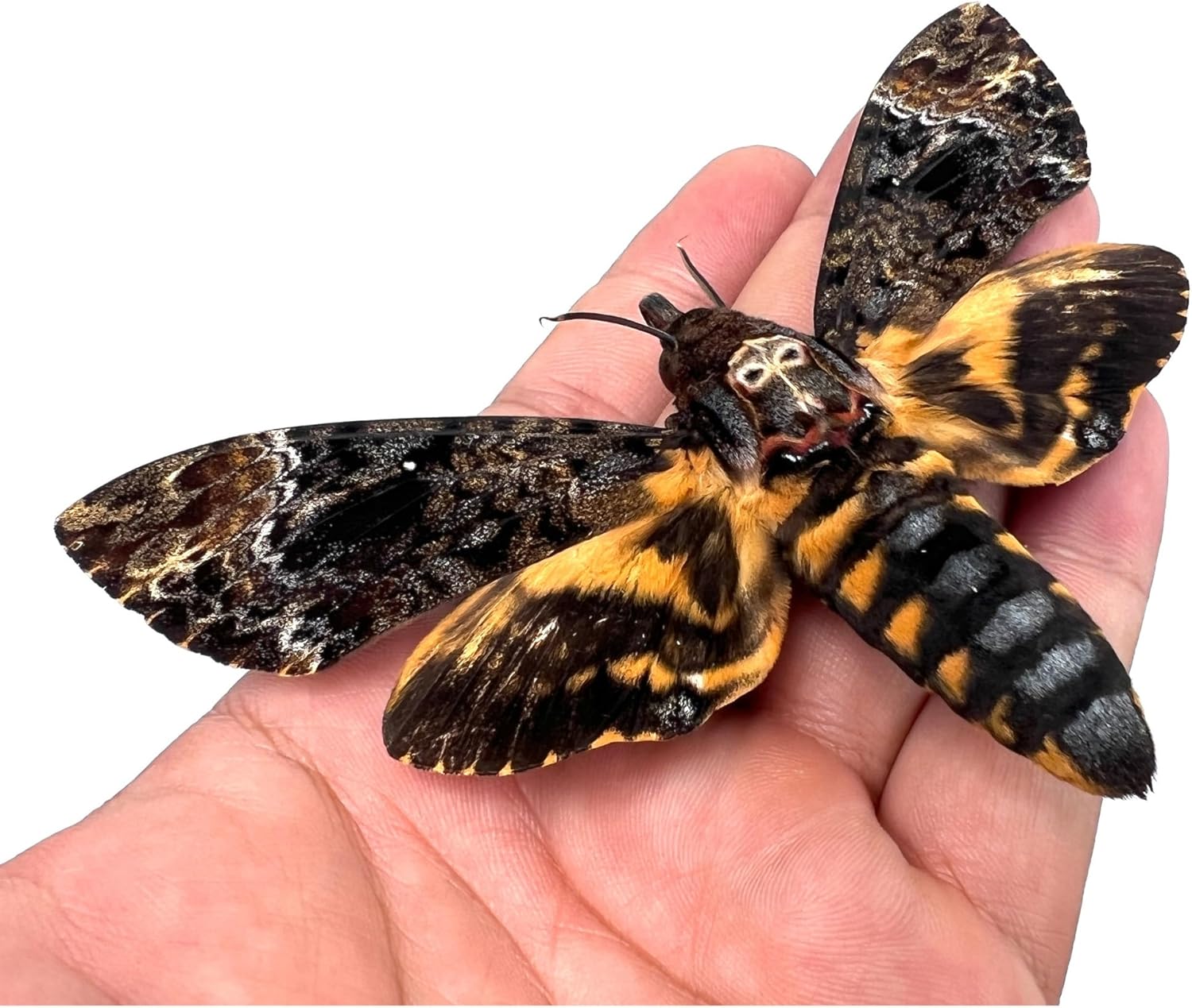 Amazon.com: vinatimes Lot of 2 Real Death Head Moth Acherontia Hawkmoth ...