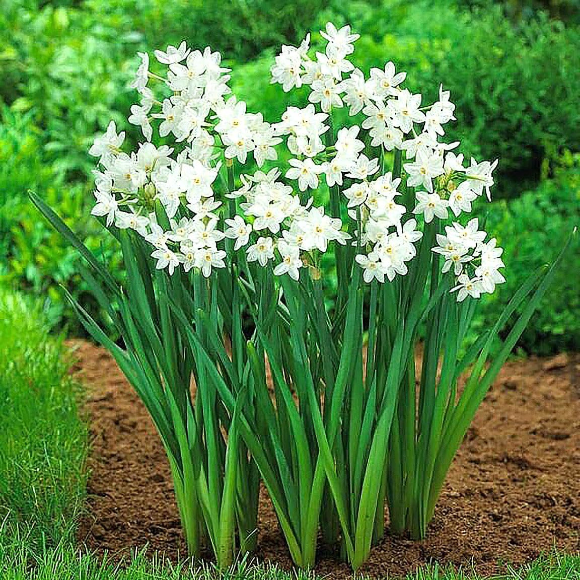 Amazon.com : 5 Fresh Ziva Paperwhite Narcissus Bulbs - TOP Size : Patio ...