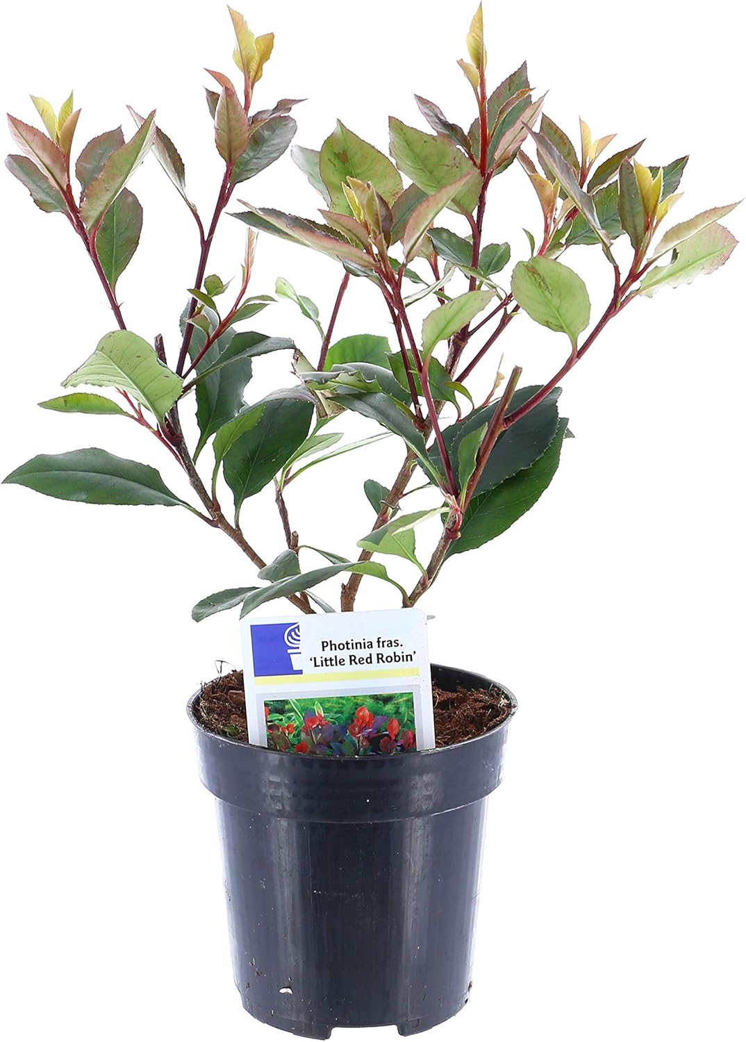 Photinia 'Little Red Robin' Shrub Set of 2 x 9.5cm Pots (Live Plants ...