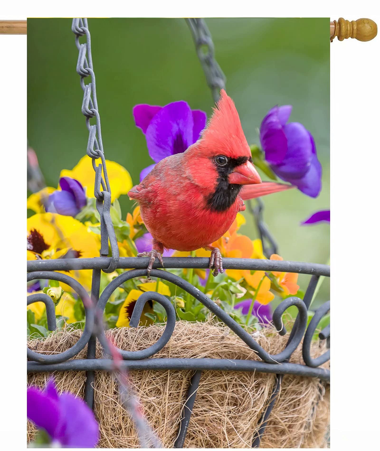 Yellow Northern Cardinal