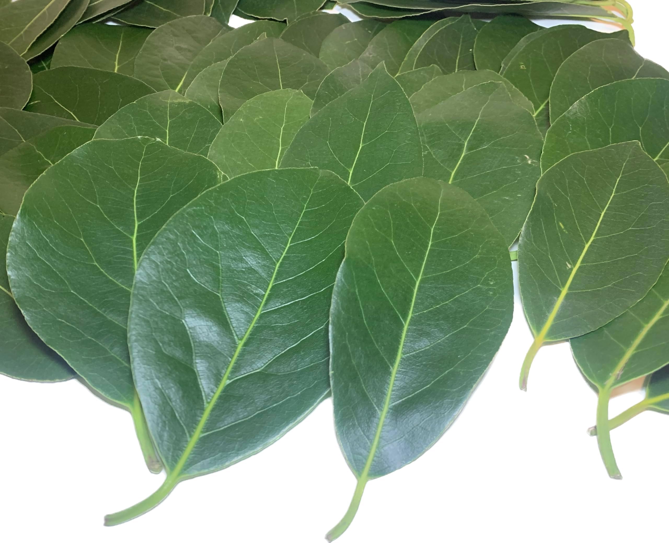 Amazon.com: Fresh Bay Leaves Whole - 80 Culinary-Grade Aromatic Leaves ...