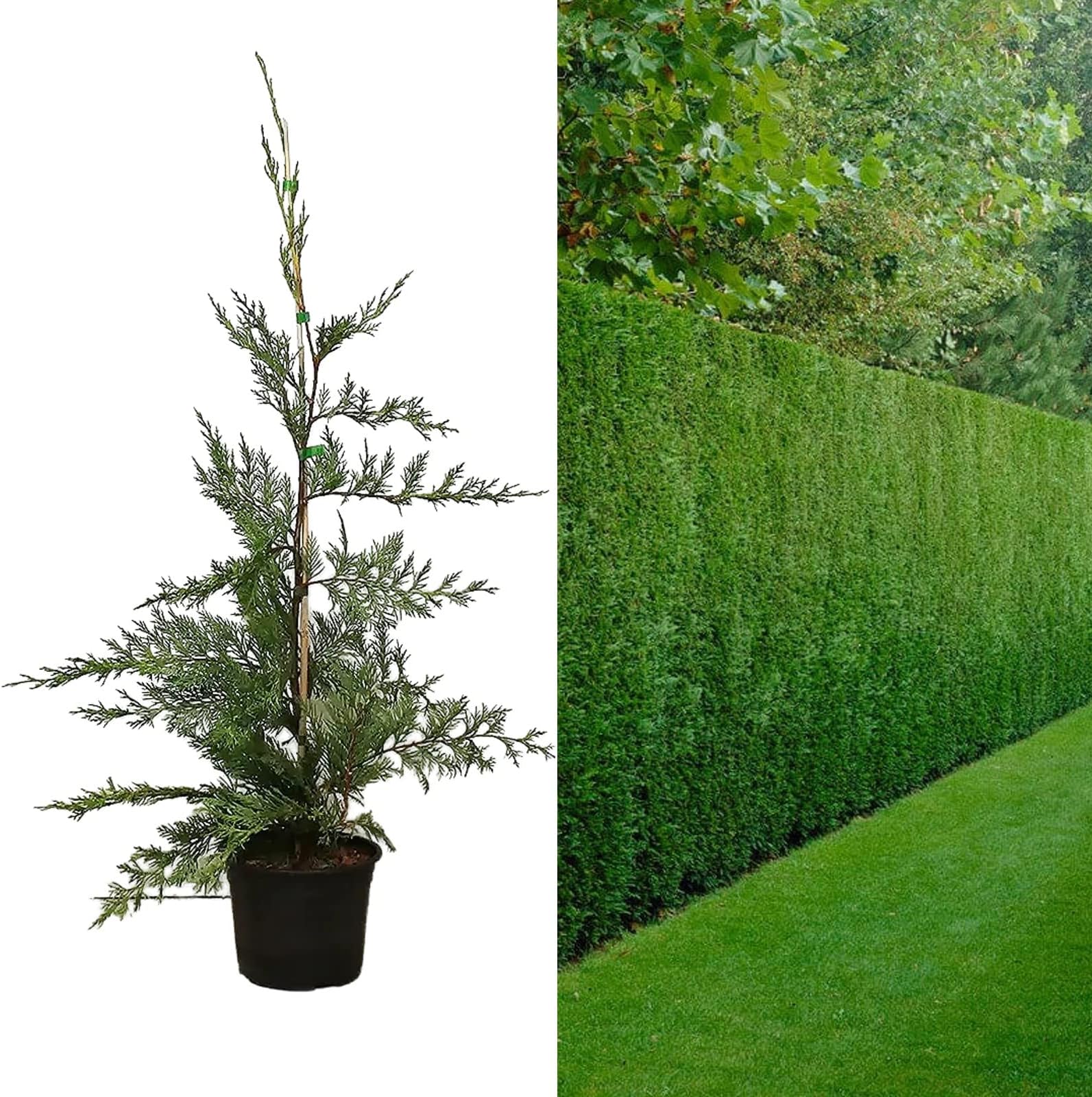 Leyland Cypress Plant 40-50cm in Height - Cupressocyparis leylandii in ...