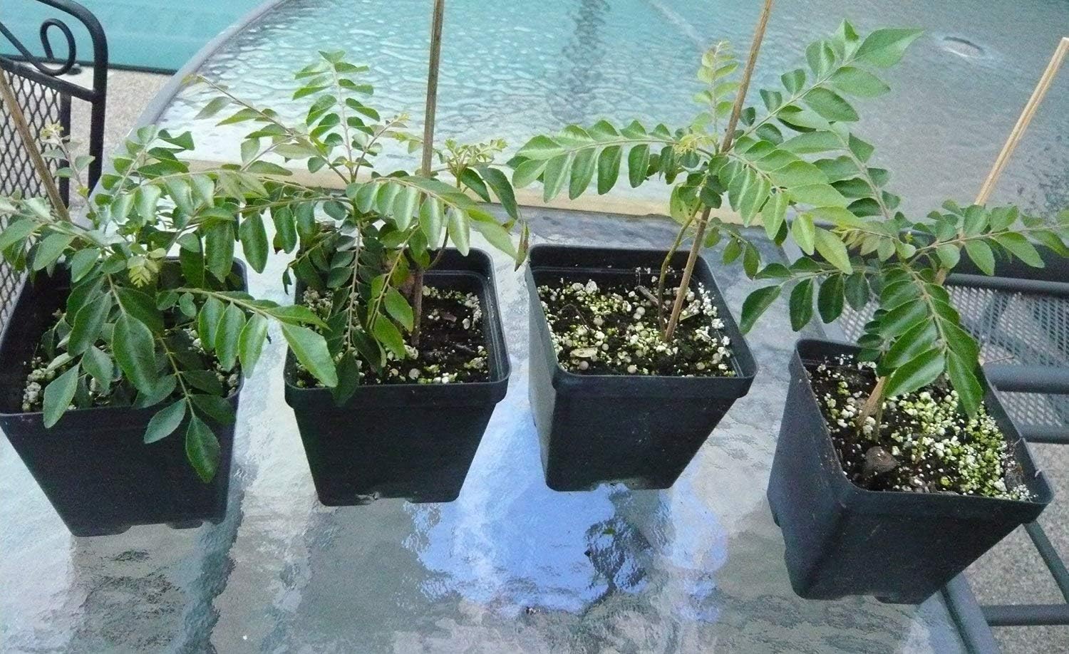 Amazon.com : Gamthi Curry Leaf Plant : Patio, Lawn & Garden