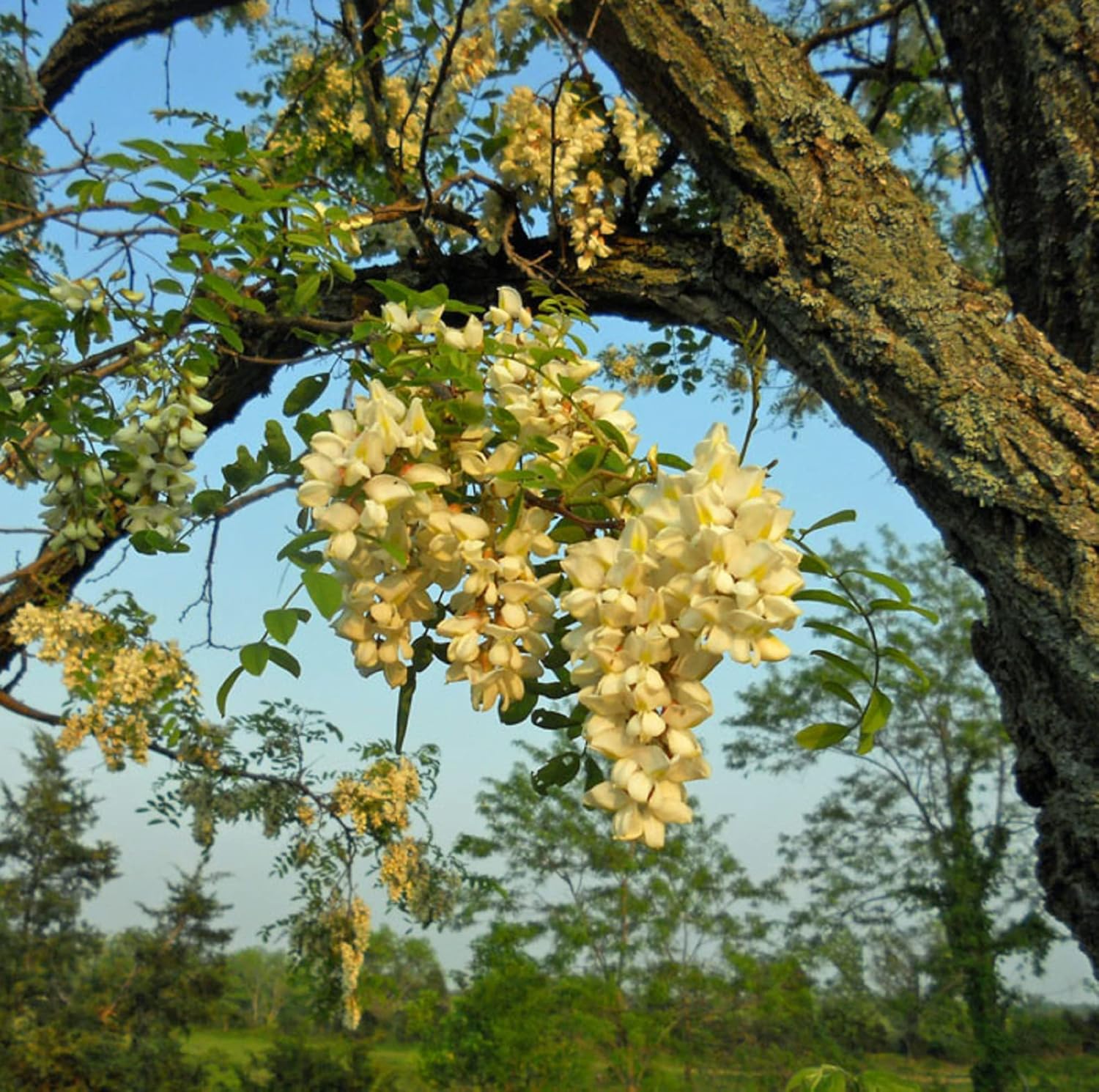 Amazon.com : CHUXAY GARDEN 25 Seeds Robinia Pseudoacacia,Black Locust ...