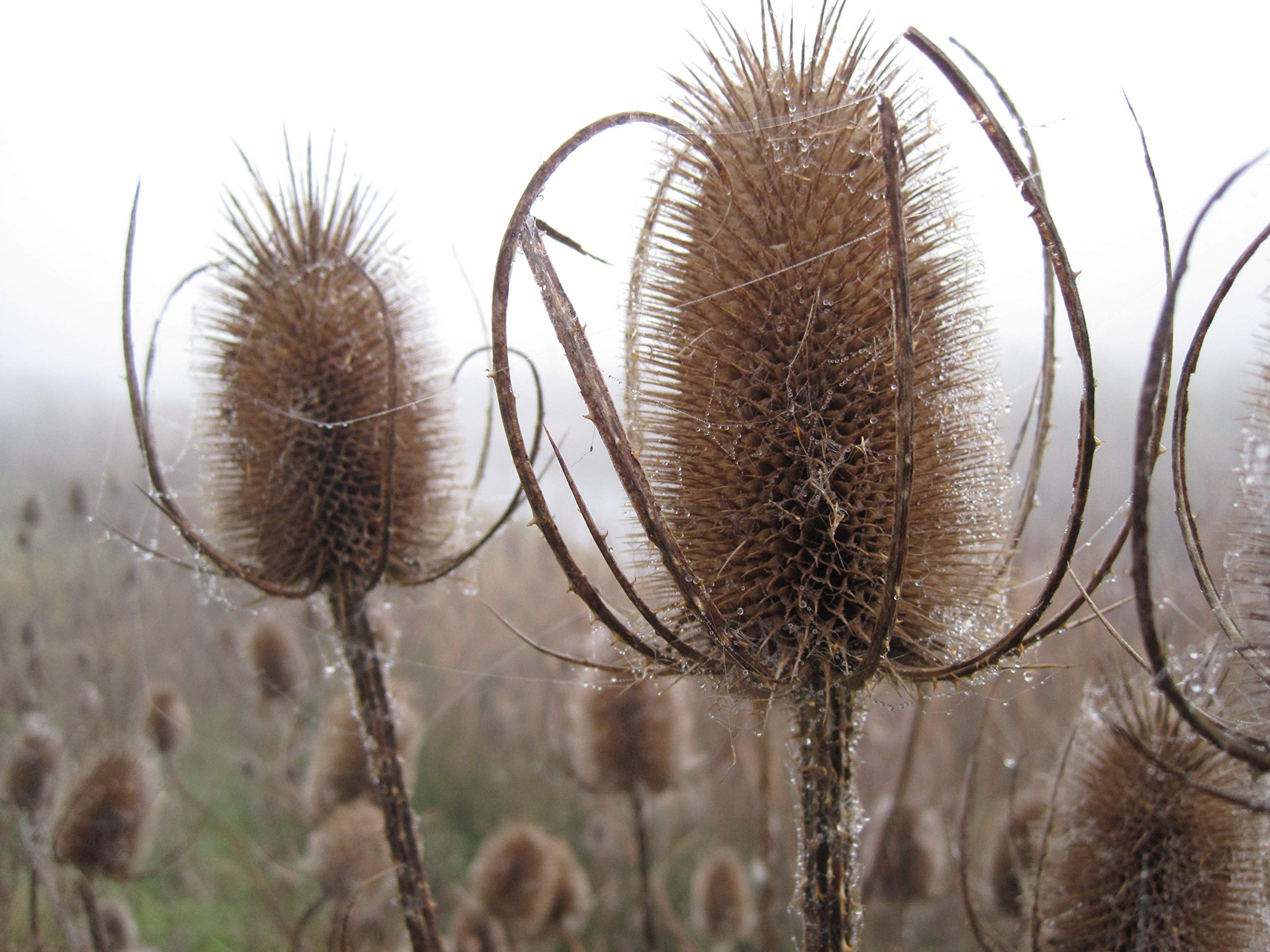 Wildflower - Wild Teasel - 300 Seeds : Amazon.co.uk: Garden