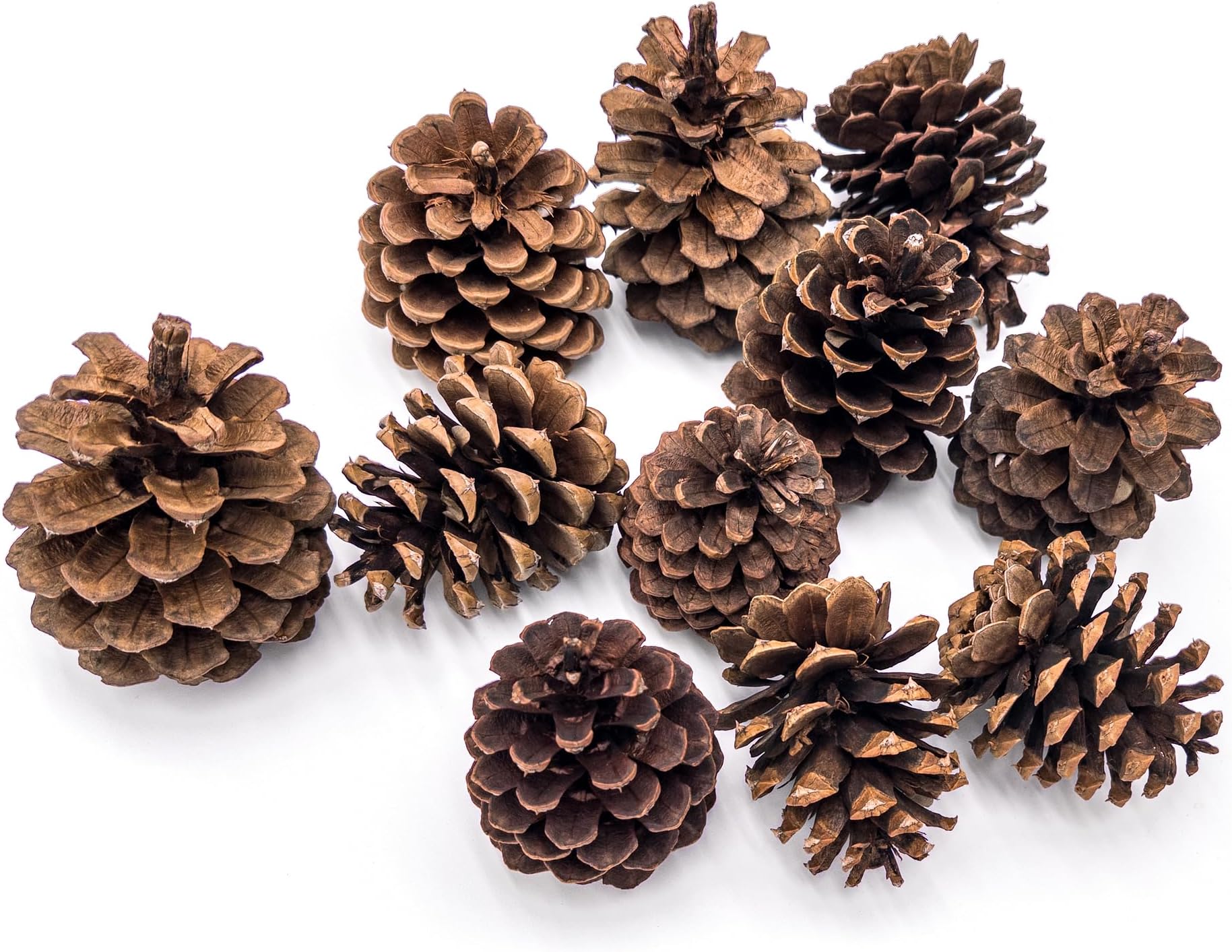 Amazon.com: BUFFALO BROOM CO. Highly Scented Cinnamon Pinecones ...