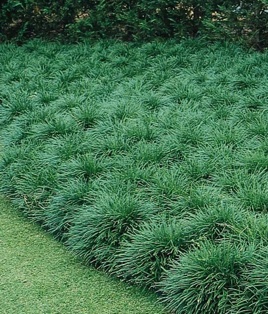 Images Of Mondo Grass Ophiopogon | Mondo Grass For Sale | Mondo Grass