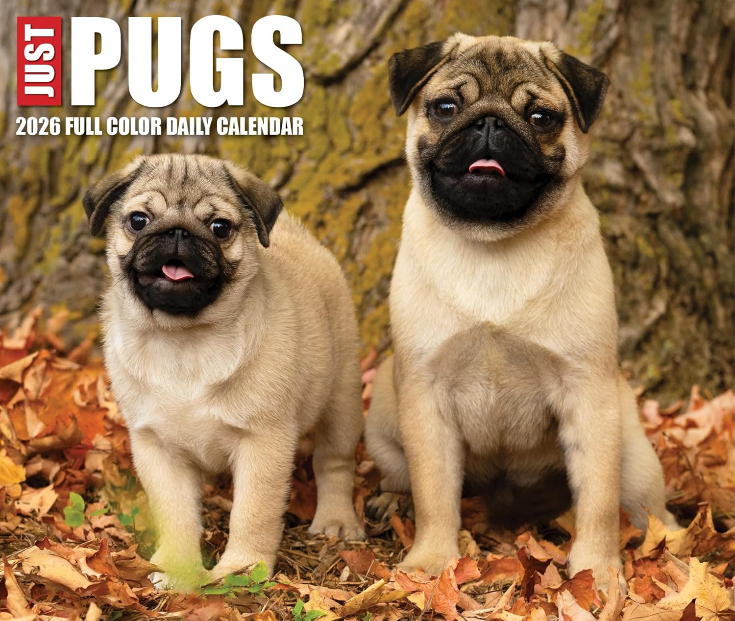 Just Pugs 2026 Box Calendar: Willow Creek Press: 9781549254376: Amazon ...