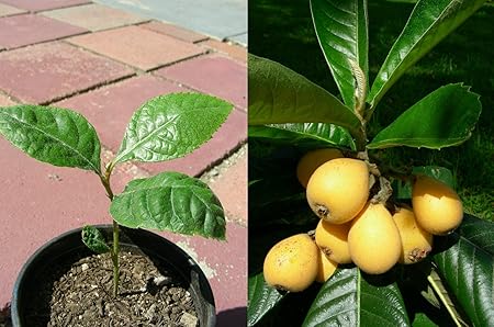 Amazon.com : Japanese Plum Loquat Fruit Tree Starter Seedling Plant ...