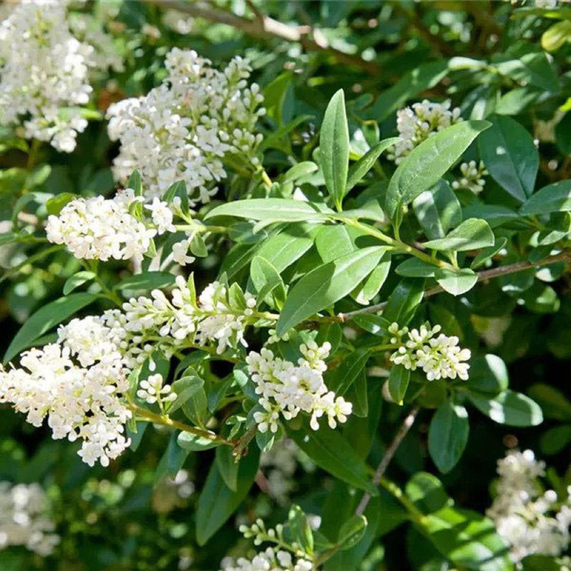 Amazon.com : CHUXAY GARDEN Common Privet Seed 15 Seeds Ligustrum ...