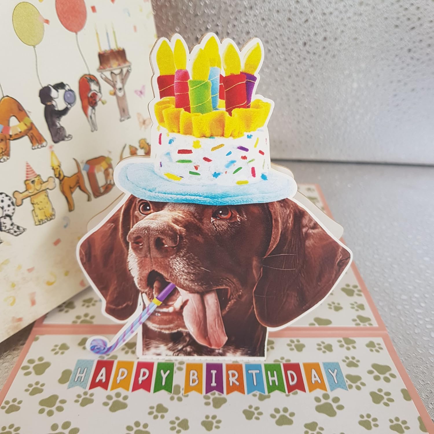 Amazon.com : Crazytops German Shorthaired Pointer 3D Birthday Pop Up ...